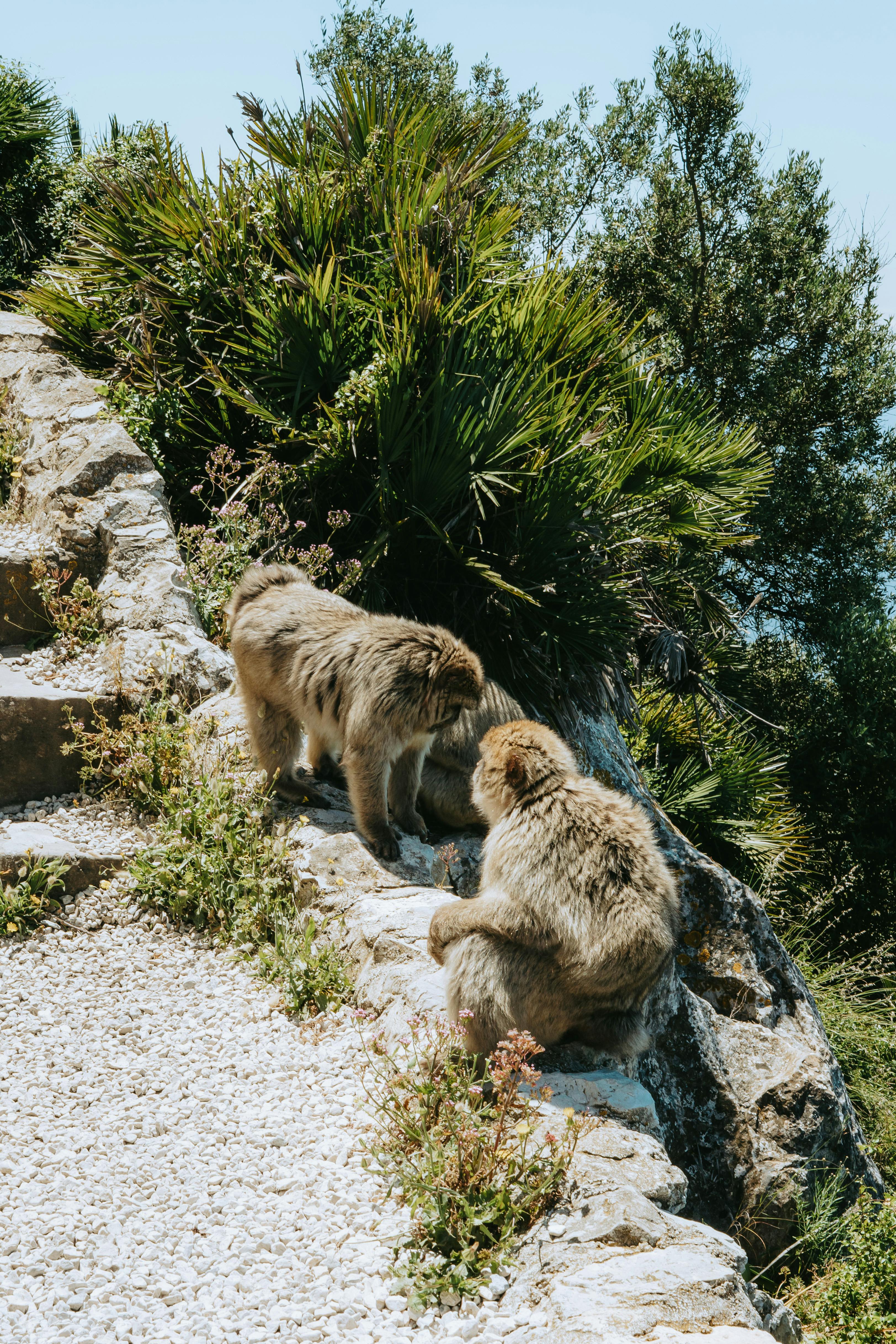 Monkey With Telescope Photos, Download The BEST Free Monkey With ...