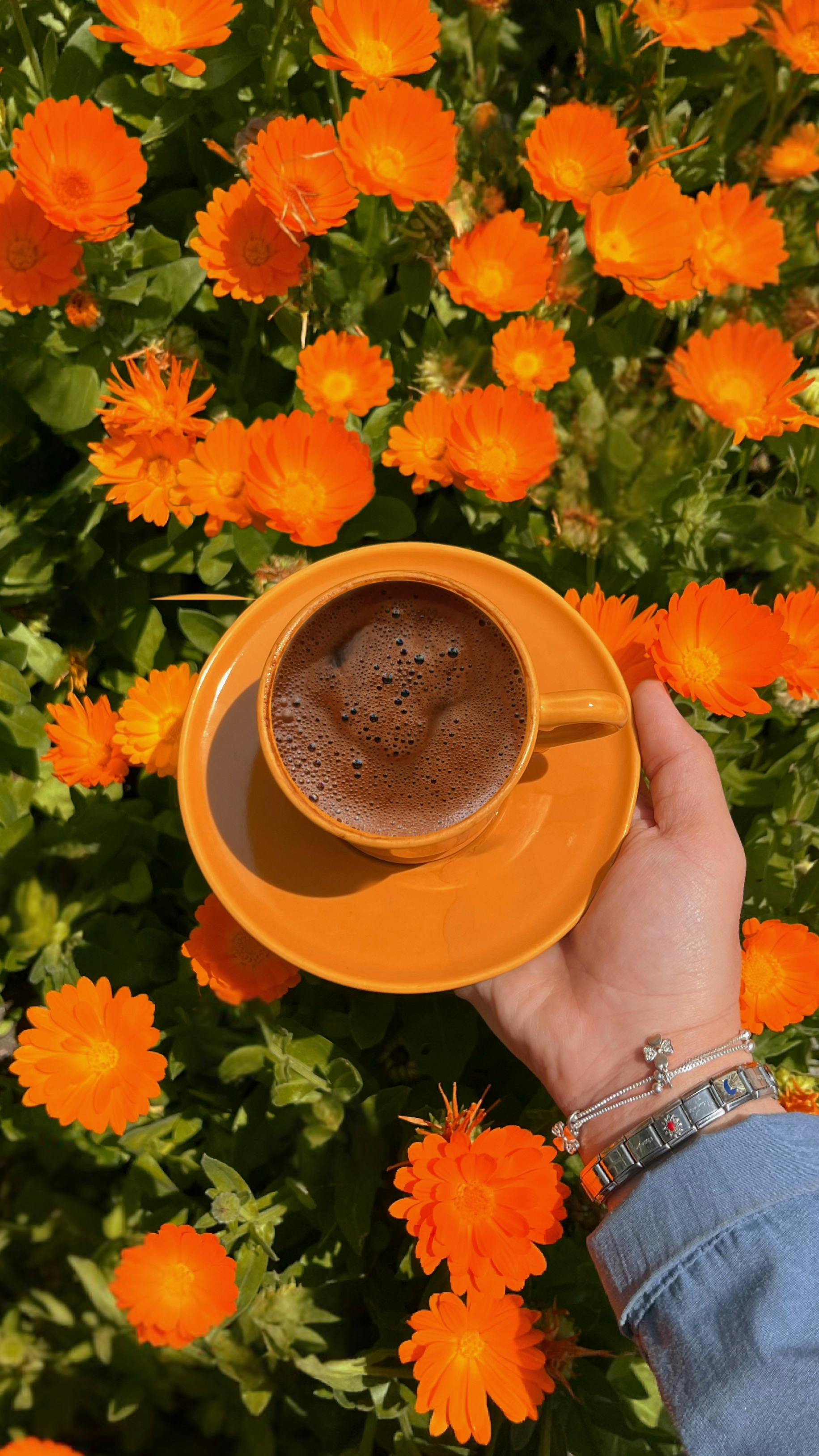 Orange Color Photos, Download The BEST Free Orange Color Stock Photos ...