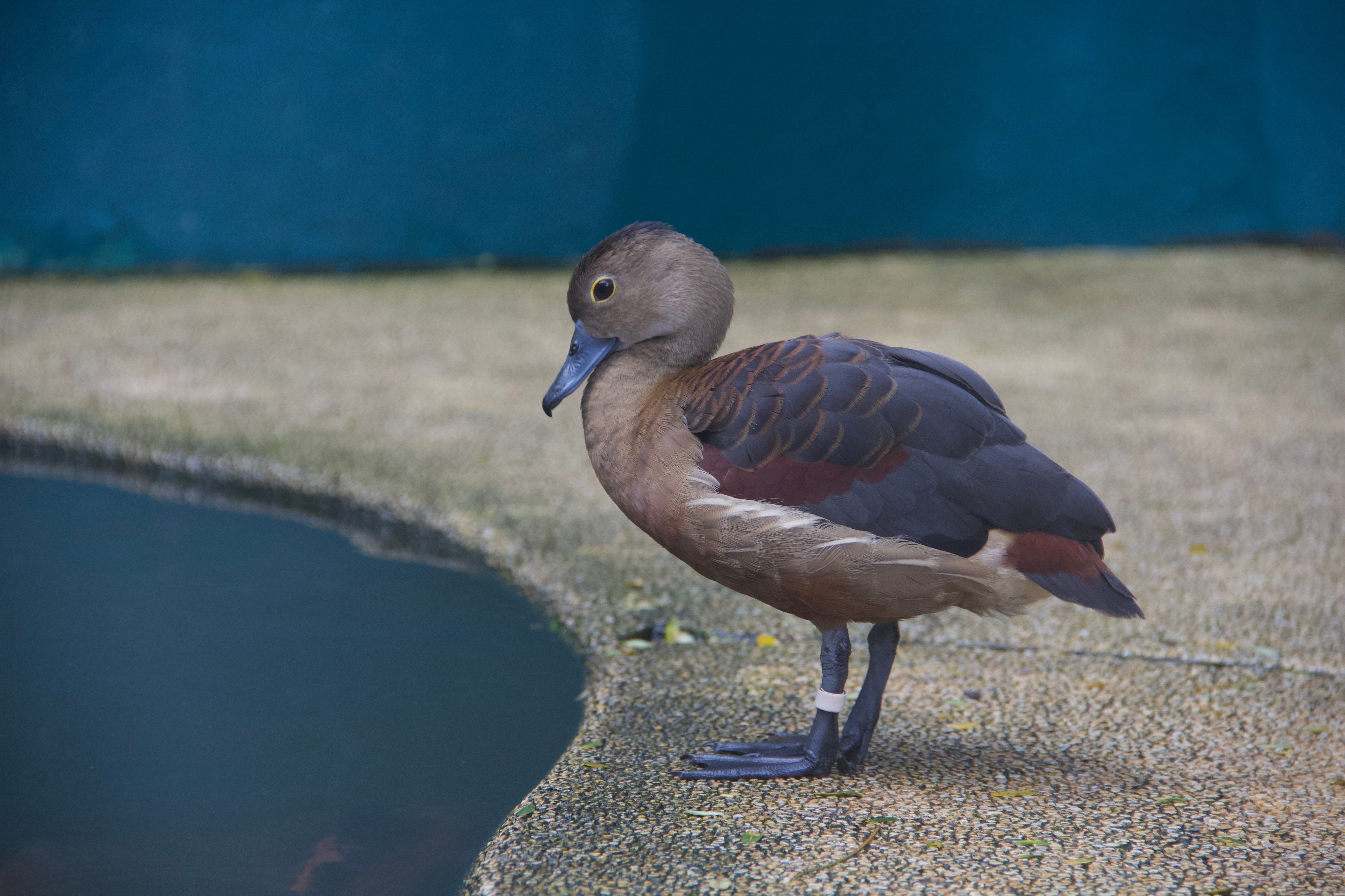 Maned Duck Standing Near Edge of Water · Free Stock Photo