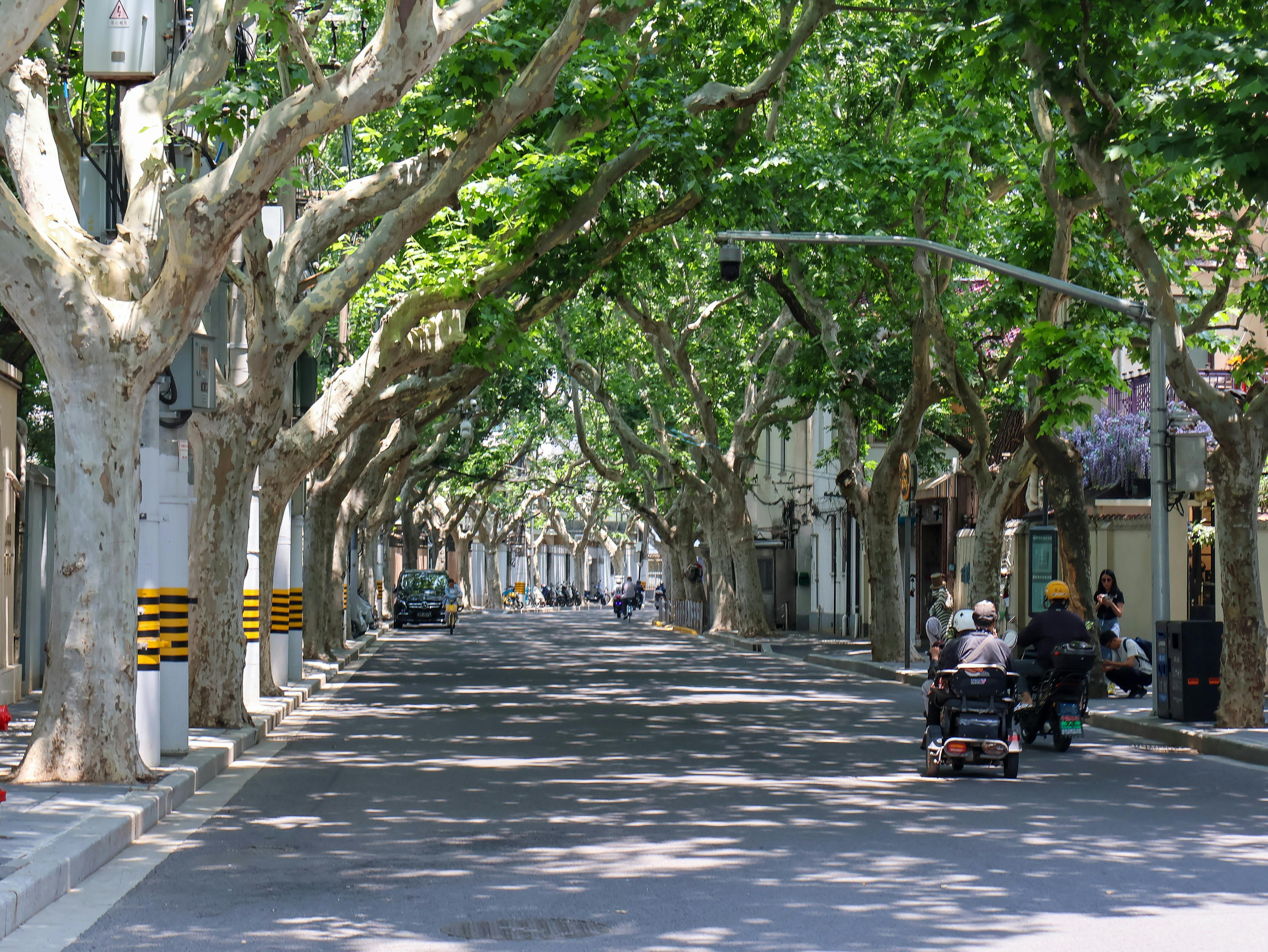 Leafy Avenue in Shanghai's French Concession · Free Stock Photo