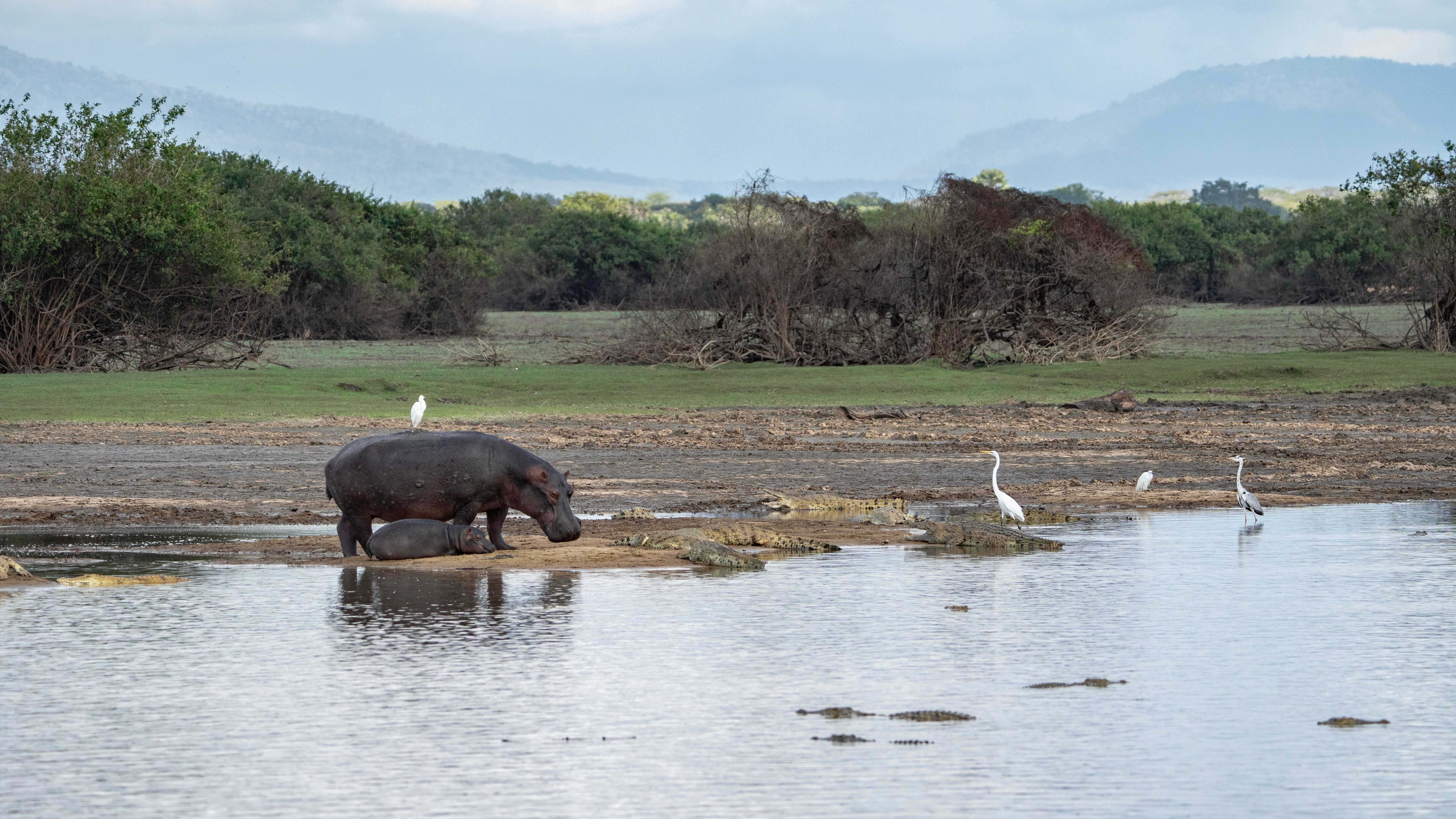 Hippos and Birds in Tanzania's Natural Habitat · Free Stock Photo