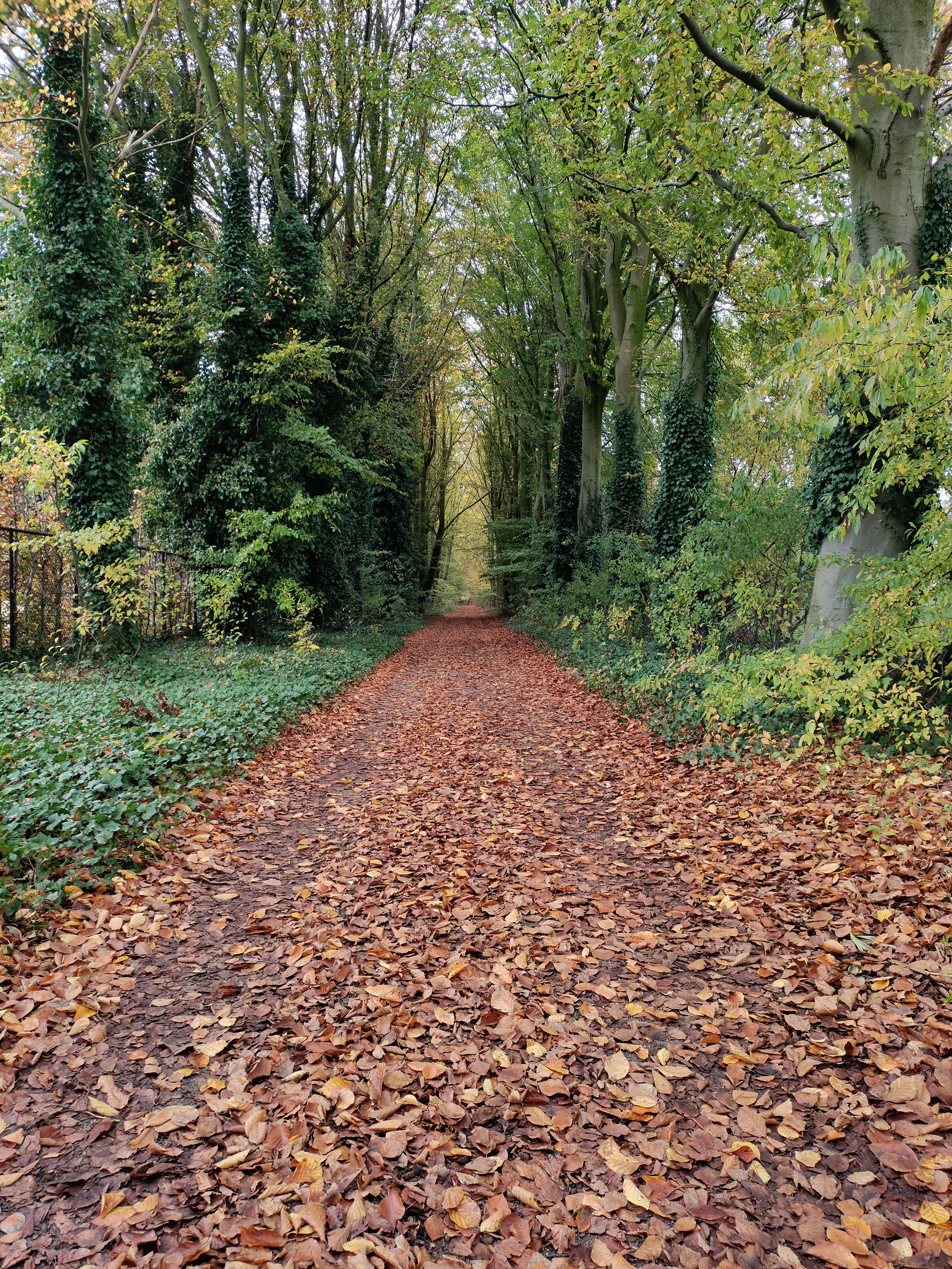 Green Fall Leaves Photos, Download The BEST Free Green Fall Leaves ...