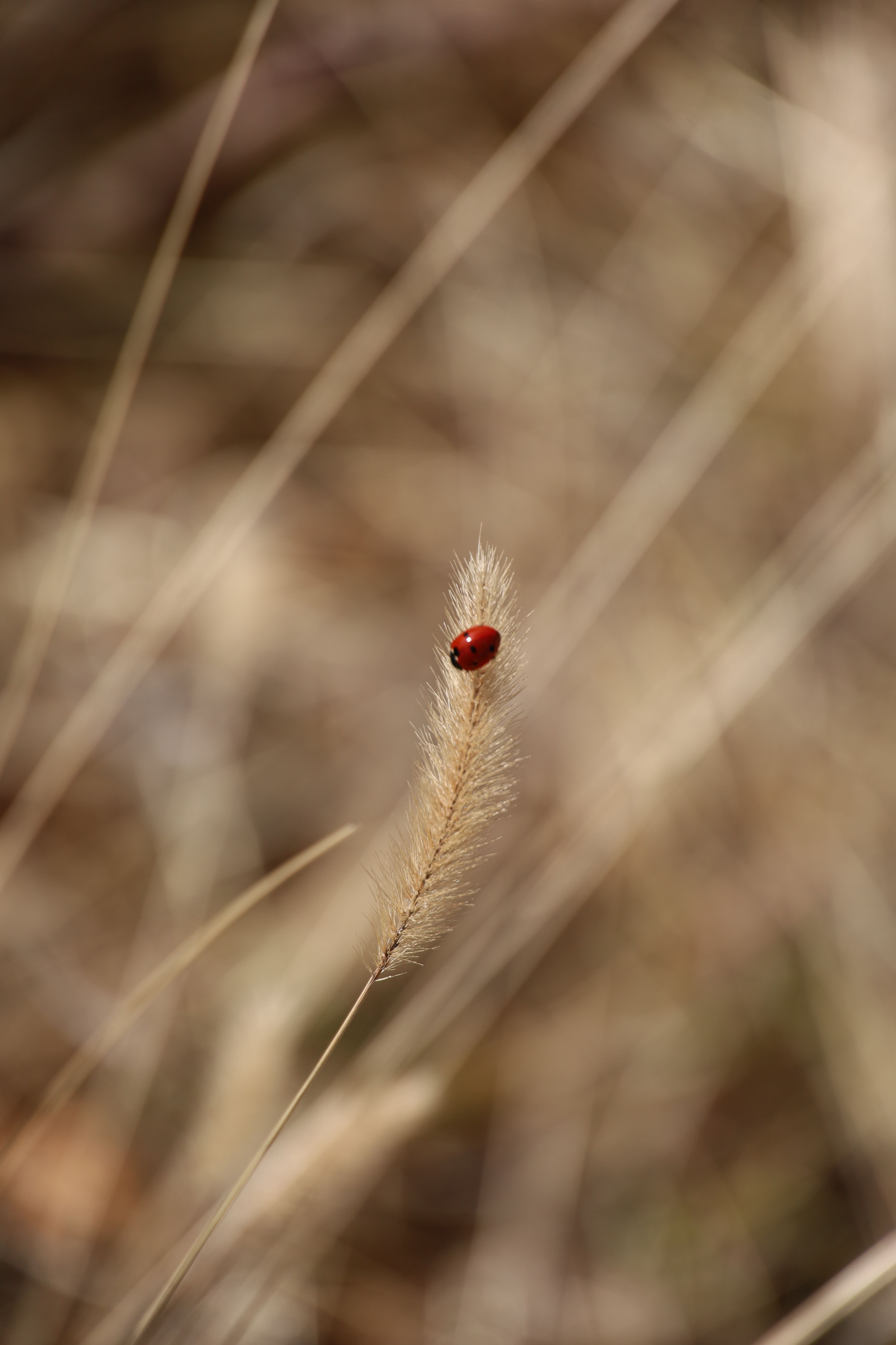Ladybug on Dried Grass in Natural Habitat · Free Stock Photo
