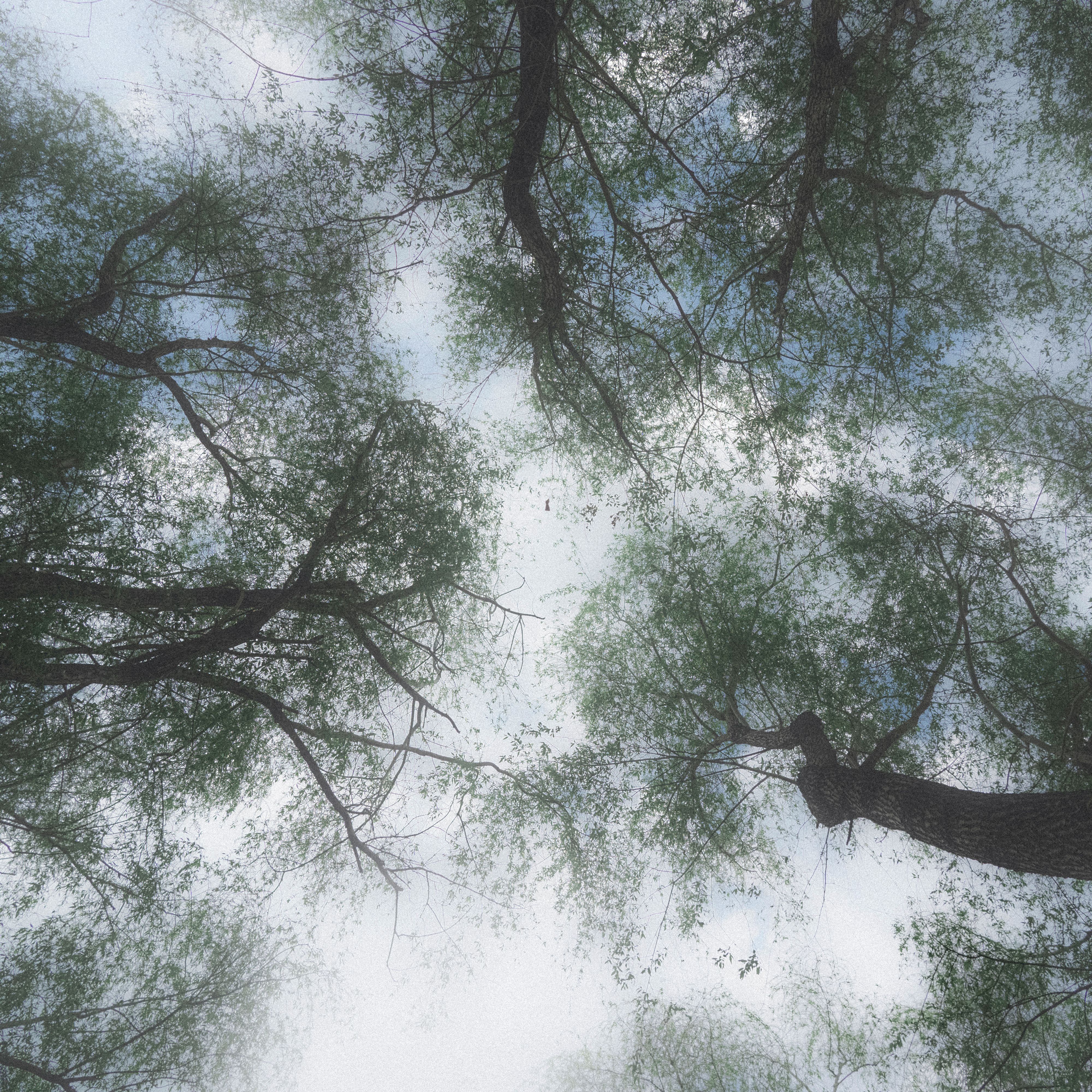 Animated Trees Photos, Download The BEST Free Animated Trees Stock ...