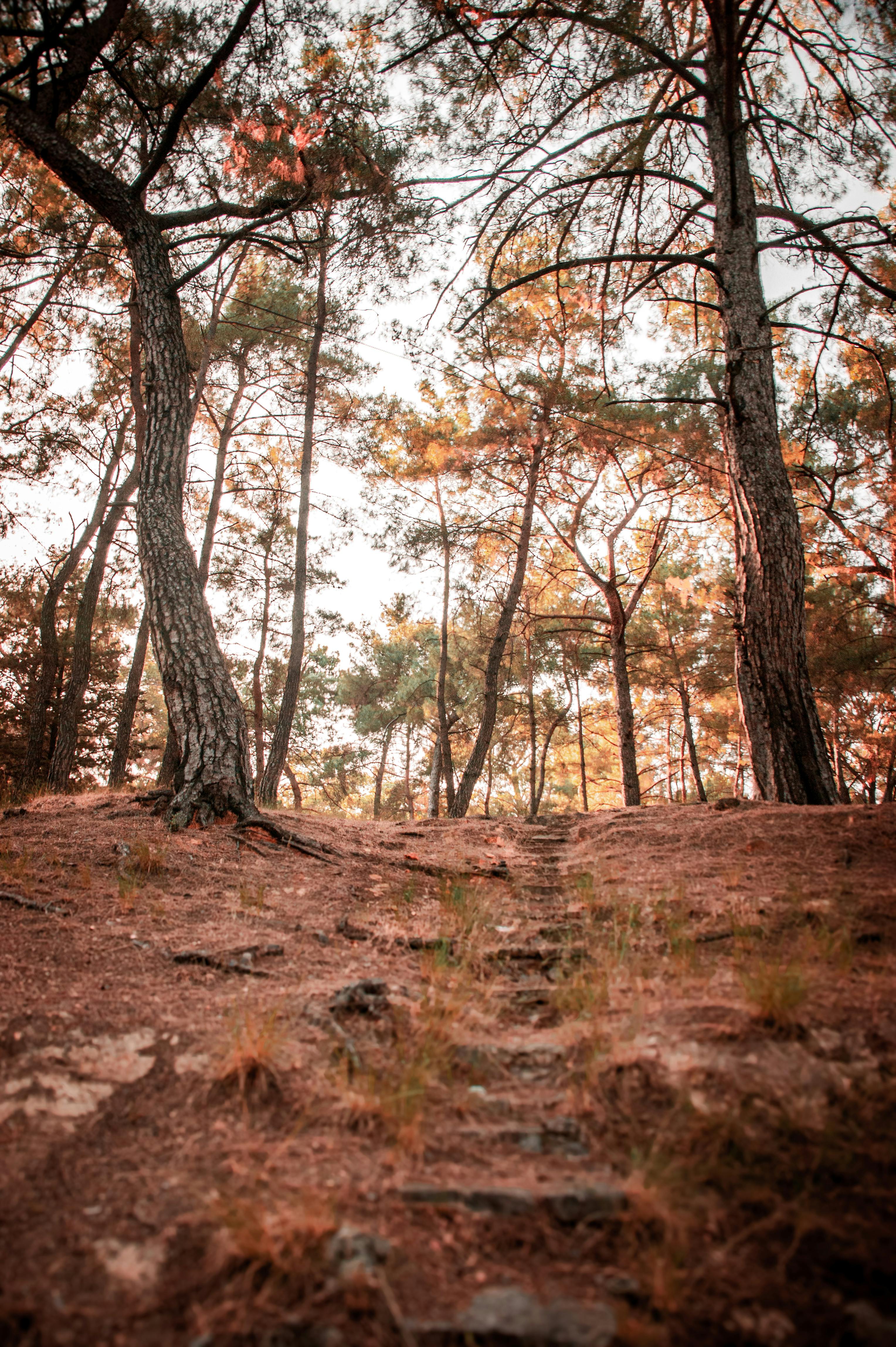 Underbrushes Photos, Download The BEST Free Underbrushes Stock Photos ...