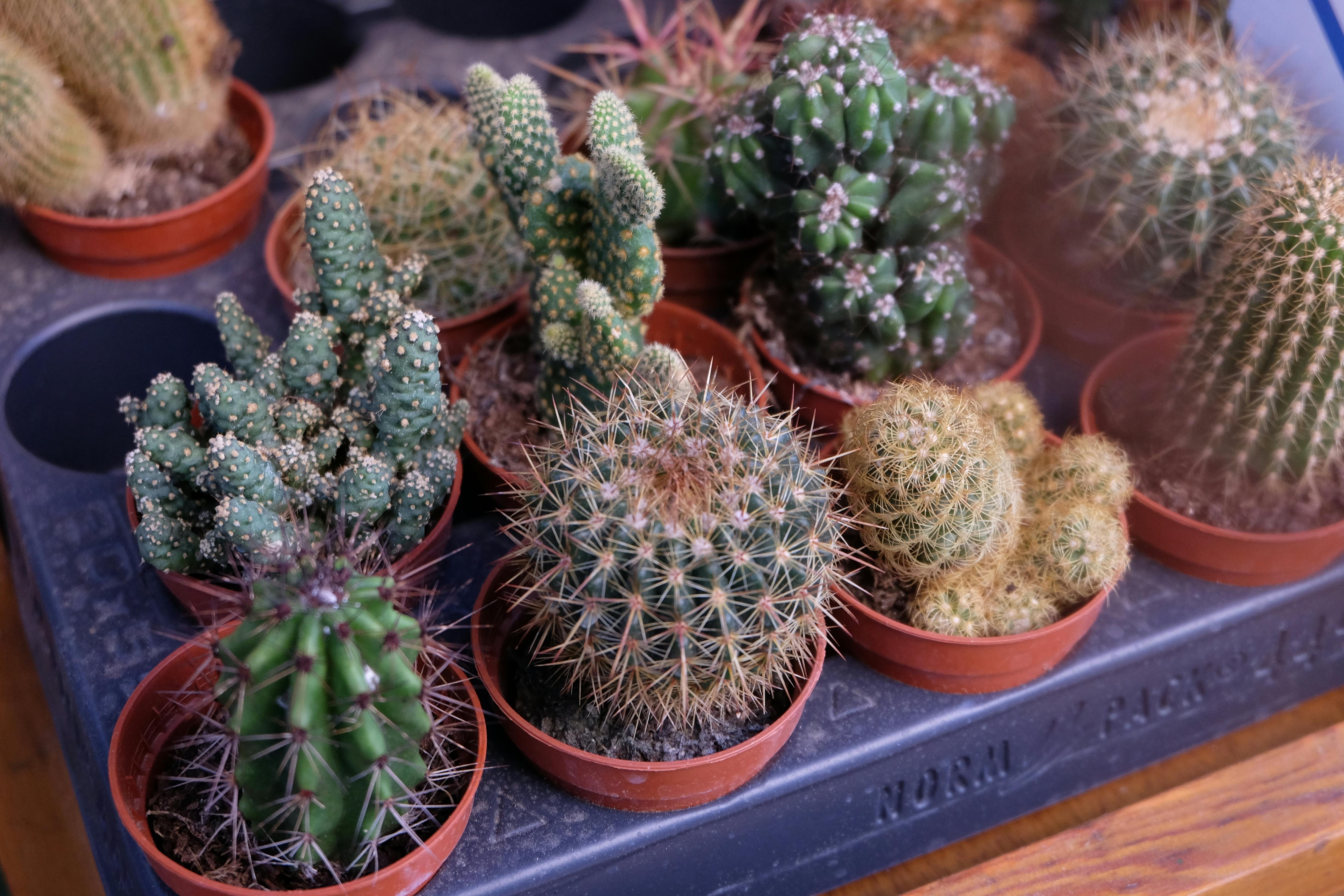 Eight Plants in Pots by the Window · Free Stock Photo