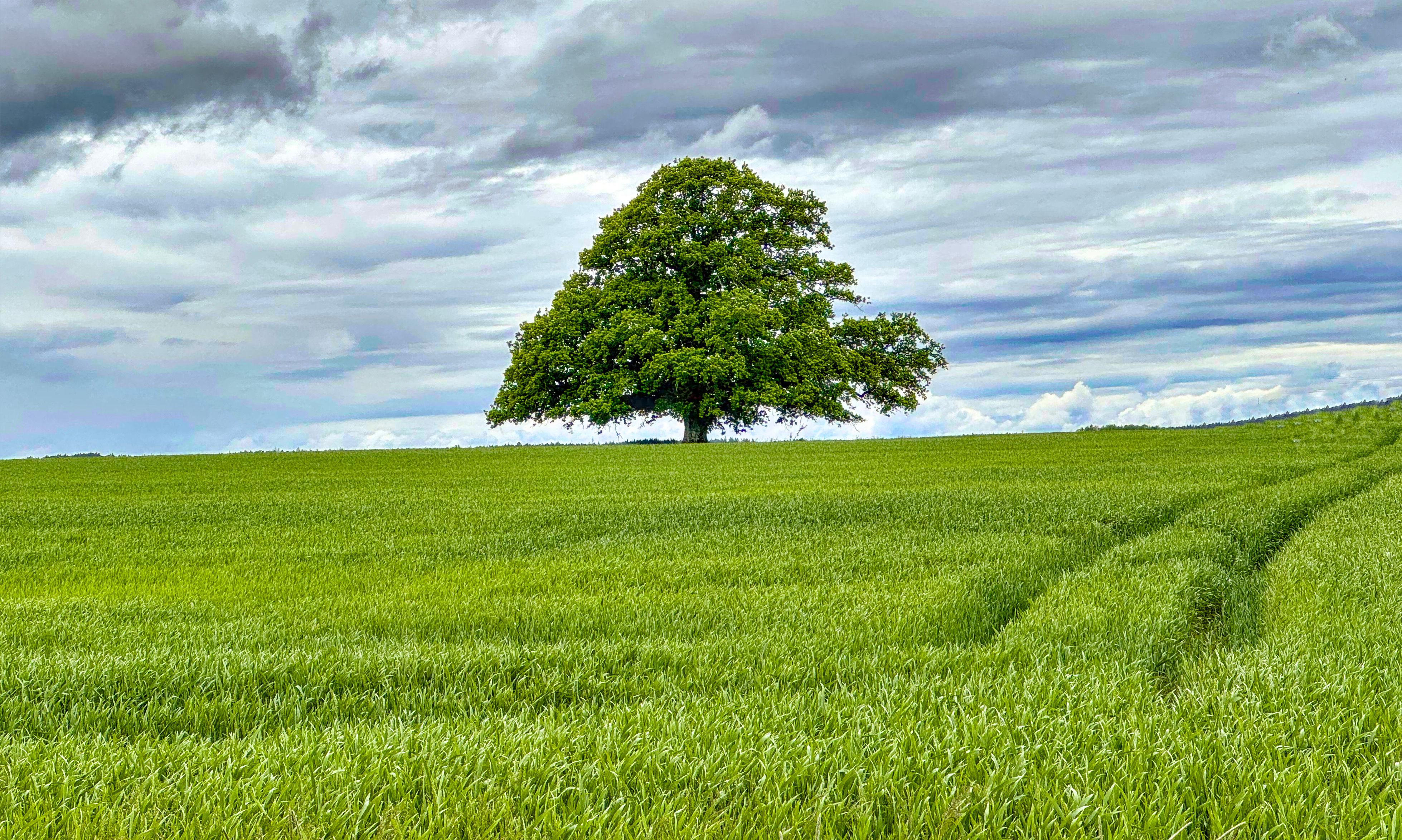 Lone Oak Tree in Green Field, Sarpsborg Norway · Free Stock Photo