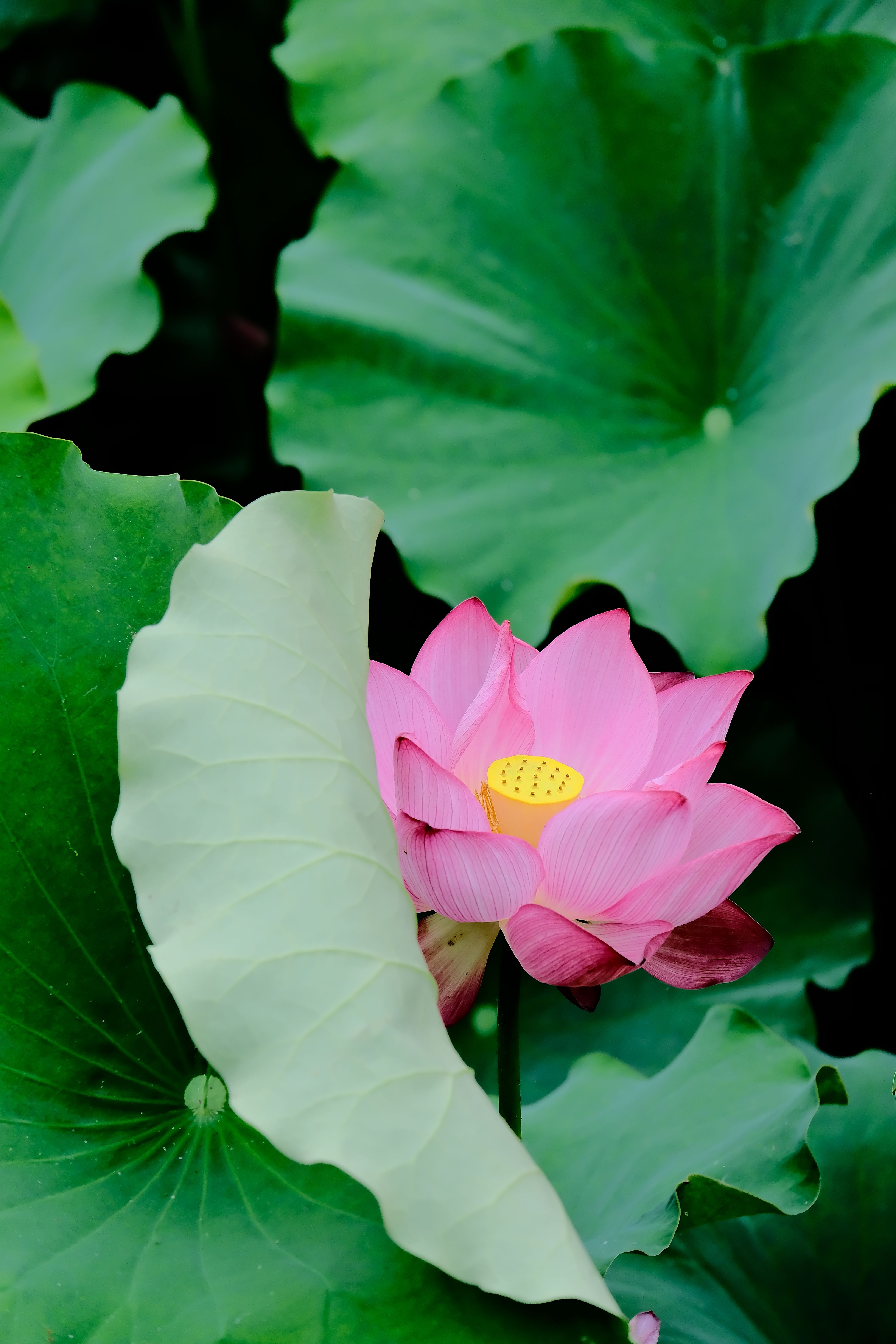 Vibrant Pink Lotus Flower in Lush Greenery · Free Stock Photo