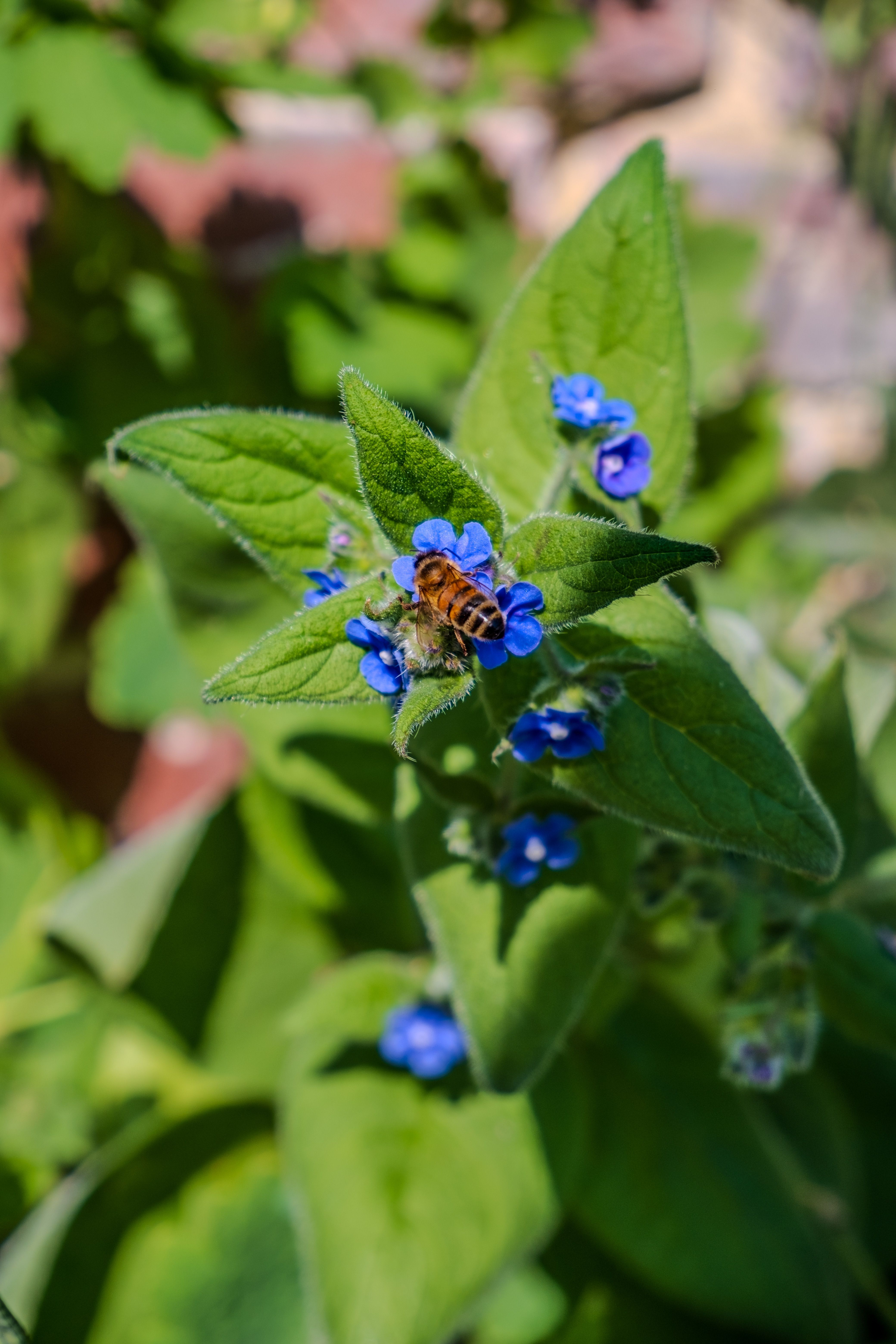 Bee Pollinating Blue Flowers in Sunlit Garden · Free Stock Photo