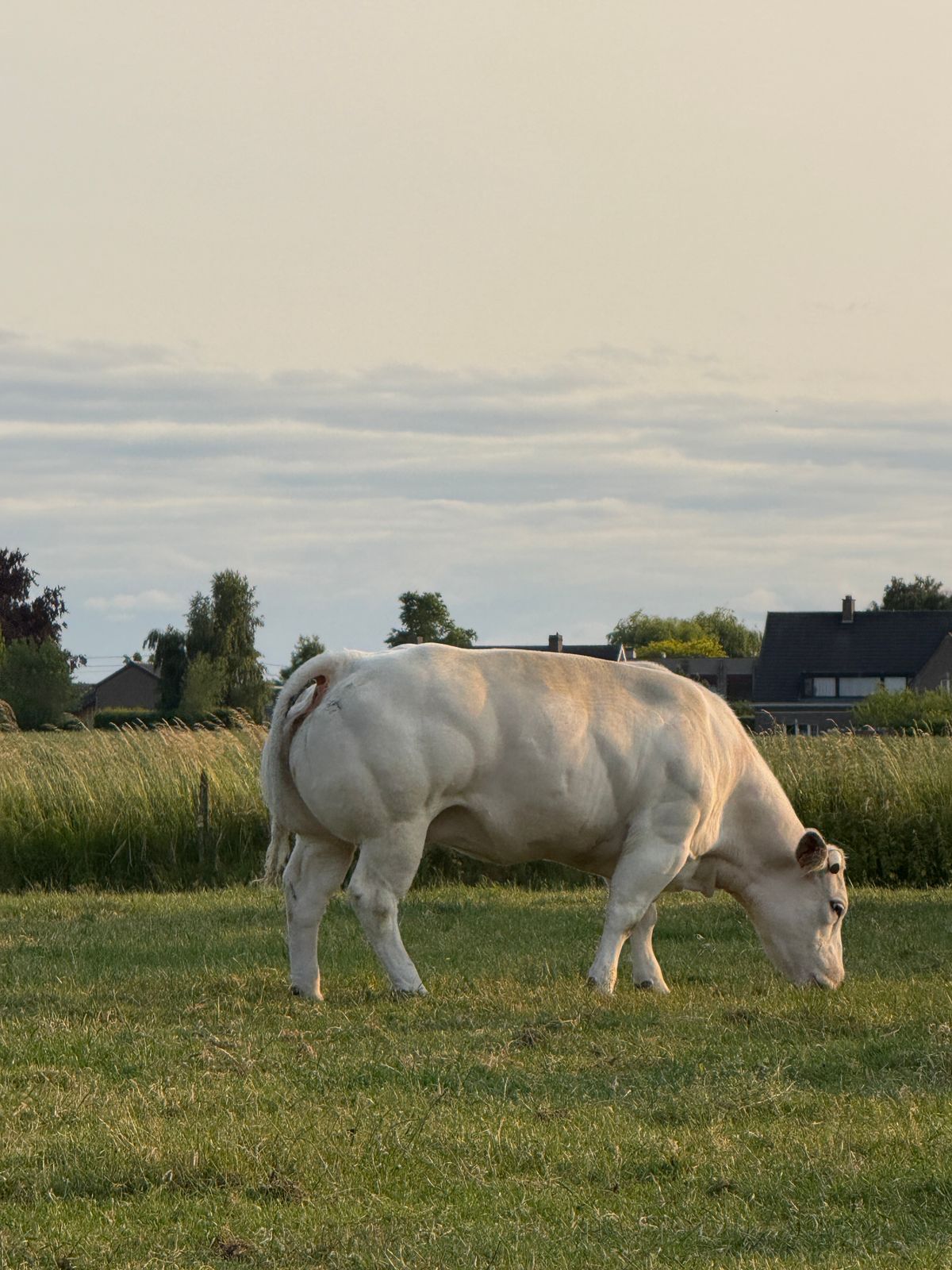 Dairy Cow Photos, Download The BEST Free Dairy Cow Stock Photos & HD Images