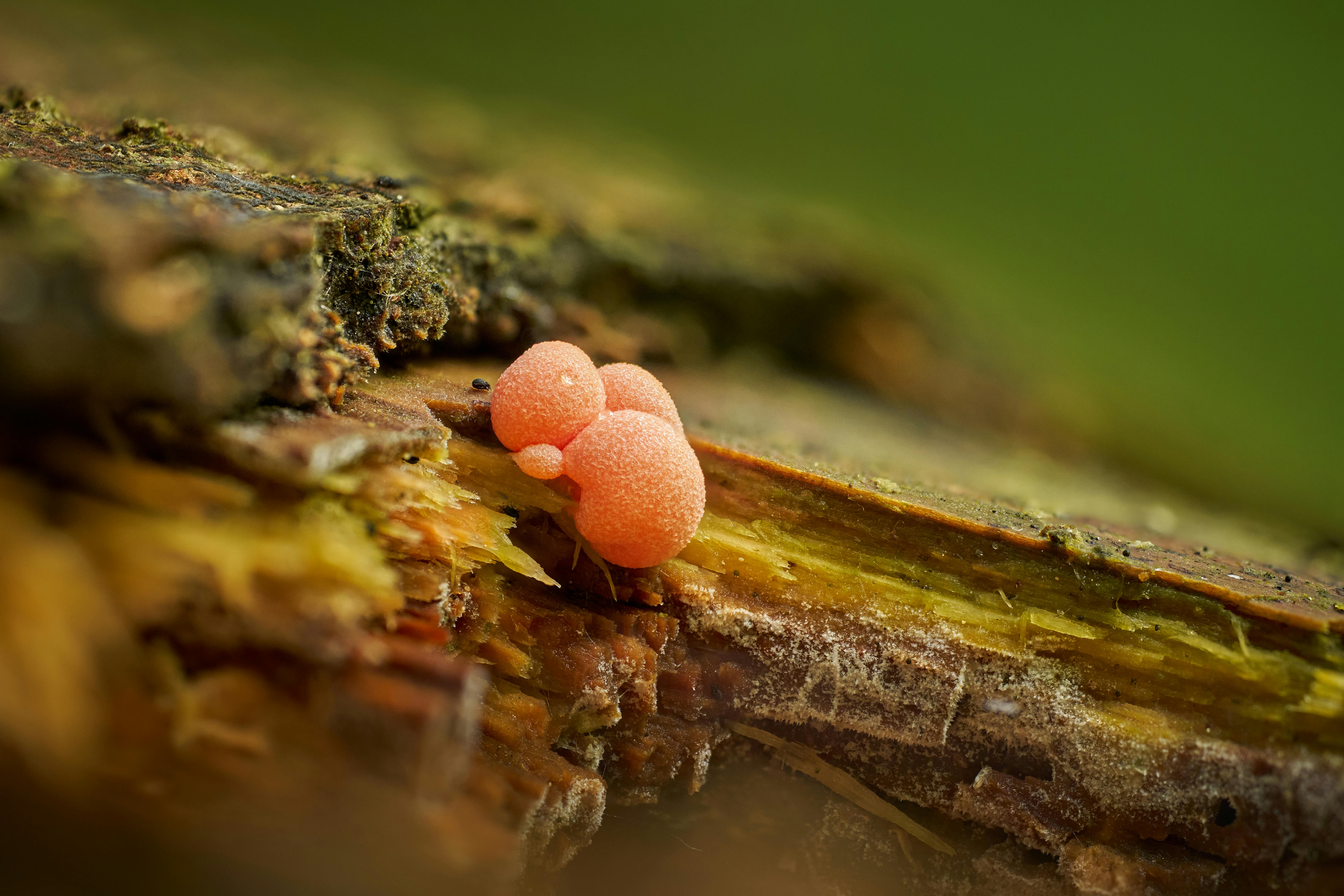 Close-up of Pink Slime Mold on Forest Log · Free Stock Photo