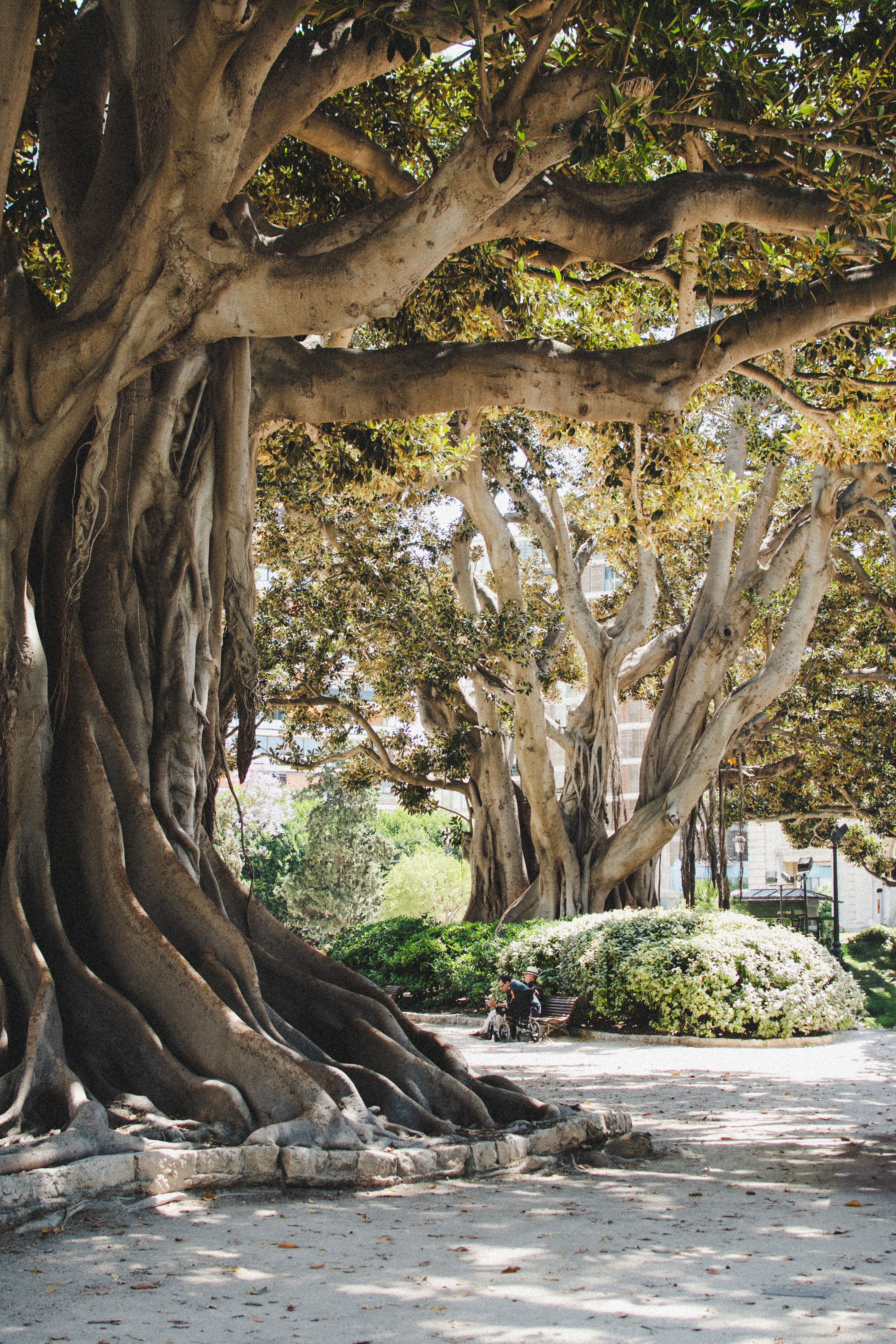 Majestic Fig Trees in a Sunny Spanish Park · Free Stock Photo