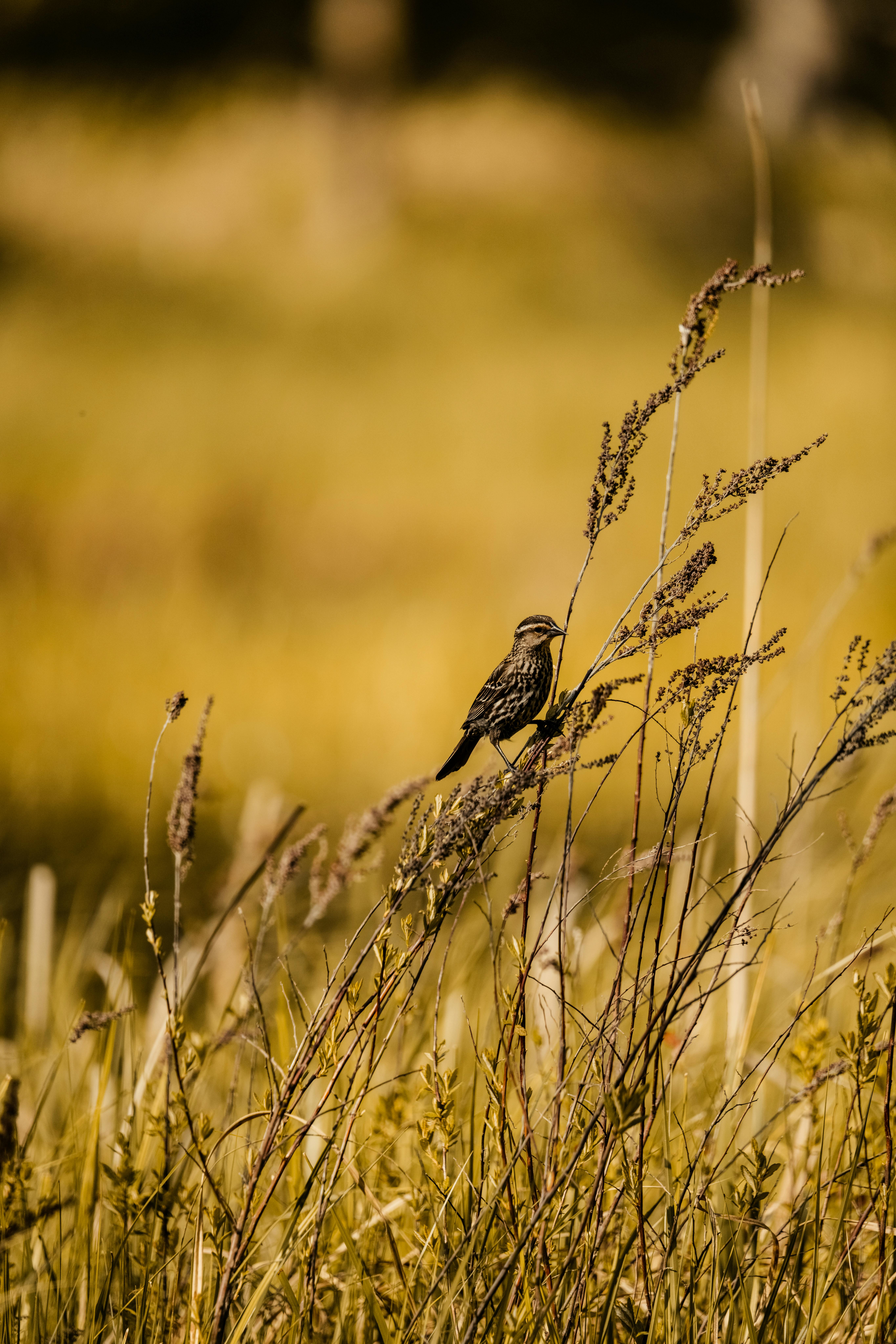 Cybersigilism+Wallpaper+4k Photos, Download The BEST Free Cybersigilism ...