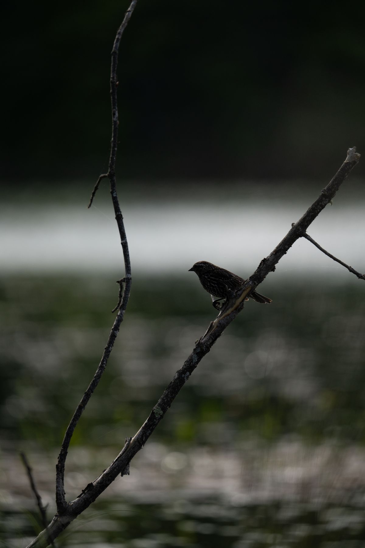 Bird Desktop Wallpapers Photos, Download The BEST Free Bird Desktop ...