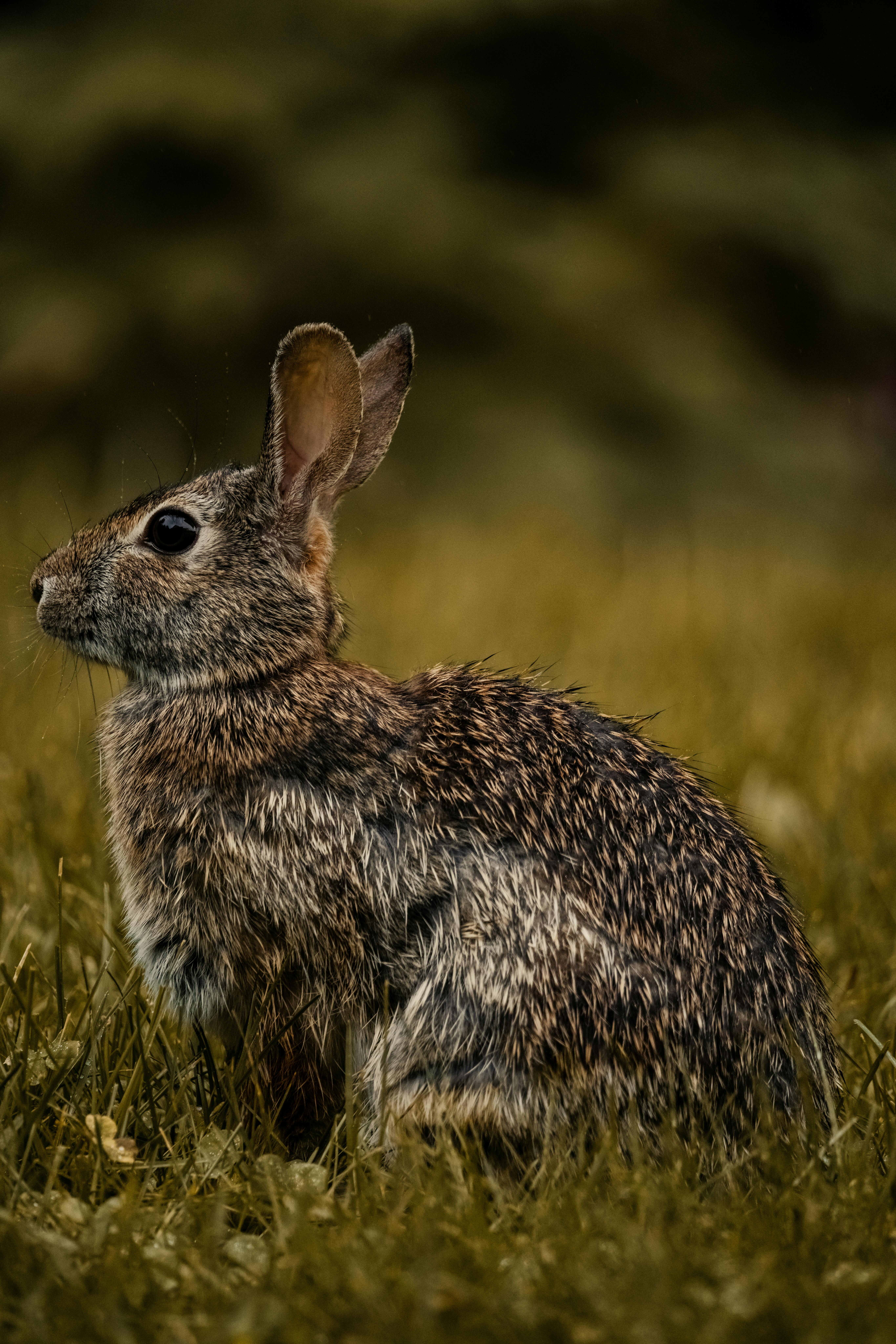 Portrait of a Wild Rabbit in Natural Habitat · Free Stock Photo