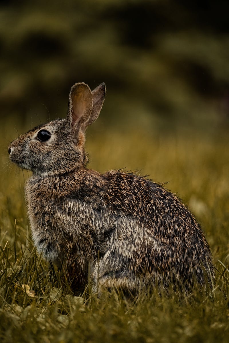 Rabbit Running Photos, Download The BEST Free Rabbit Running Stock ...