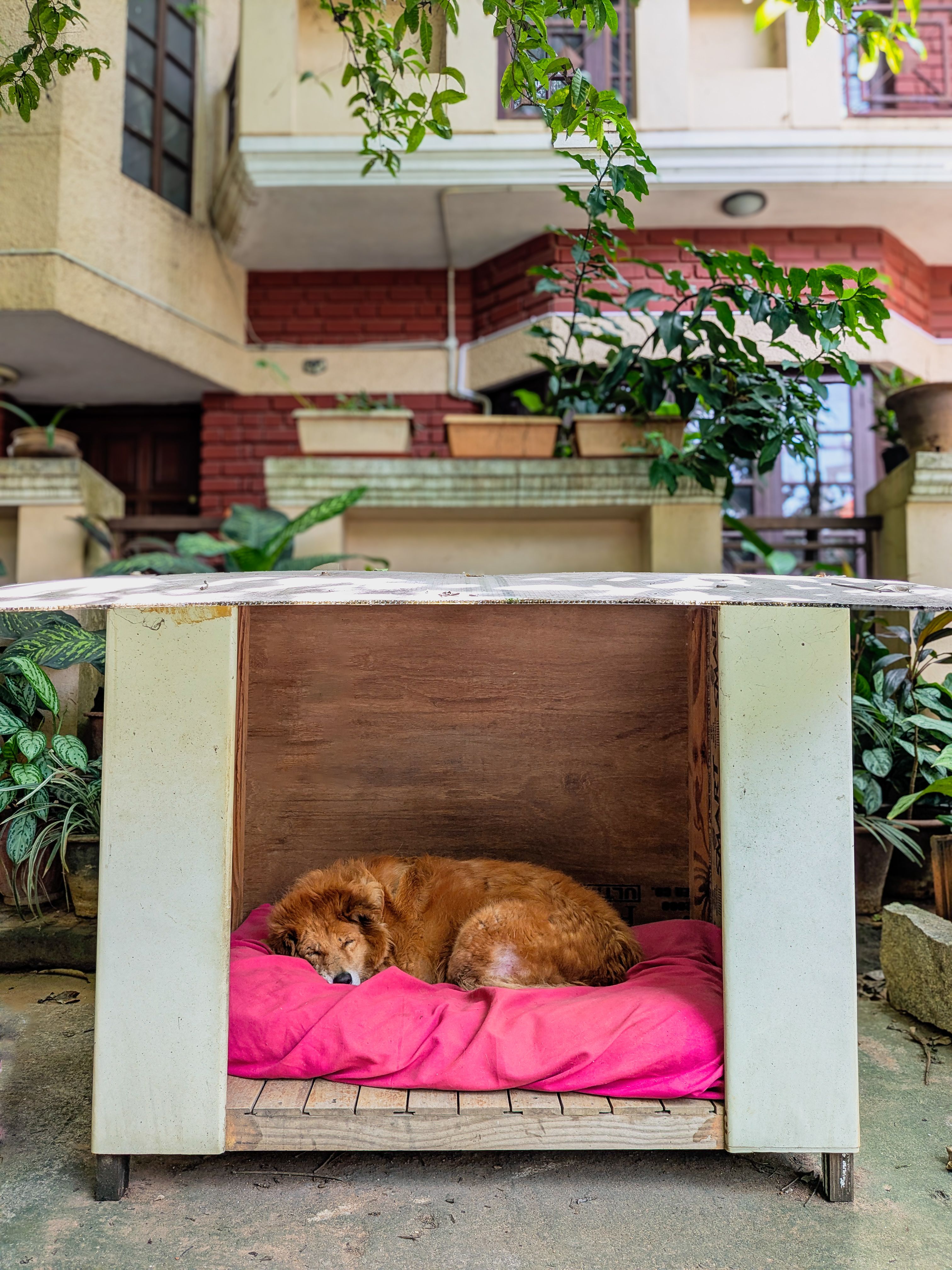 Sleeping Dog in Cozy Outdoor Doghouse · Free Stock Photo