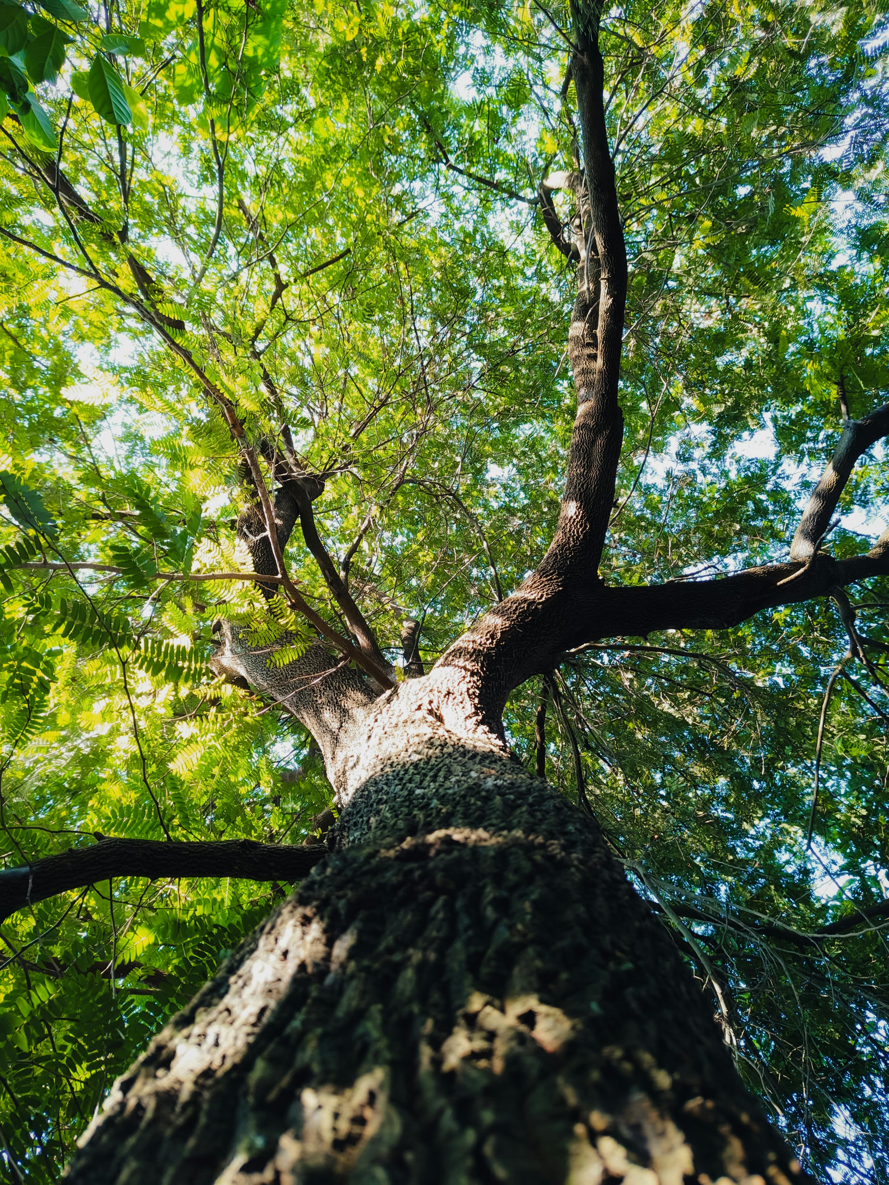 Dramatic Upward View of a Lush Green Tree · Free Stock Photo