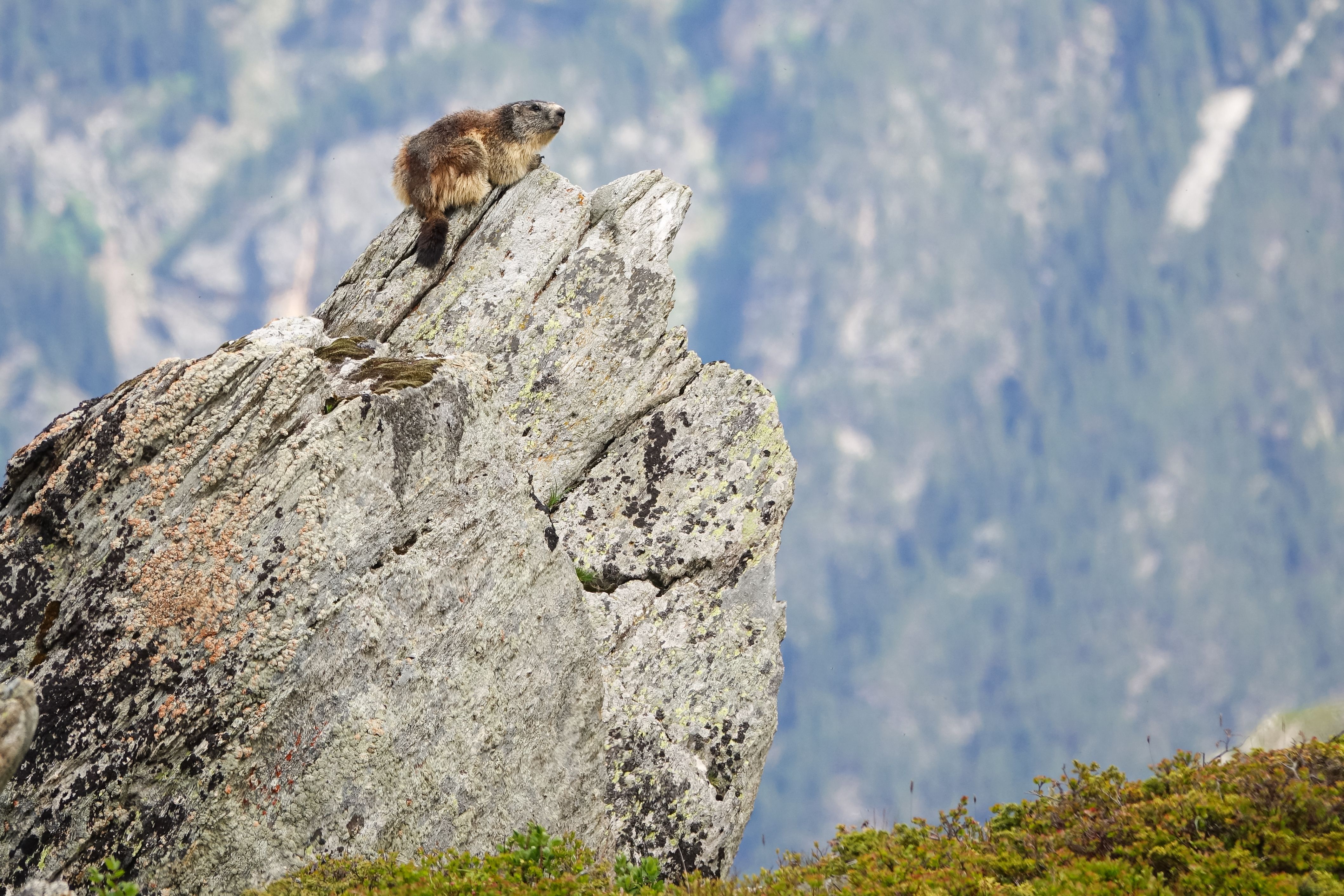 Marmotte De La Vanoise Marmotte De La Vanoise Sur Un Rocher · Photo ...