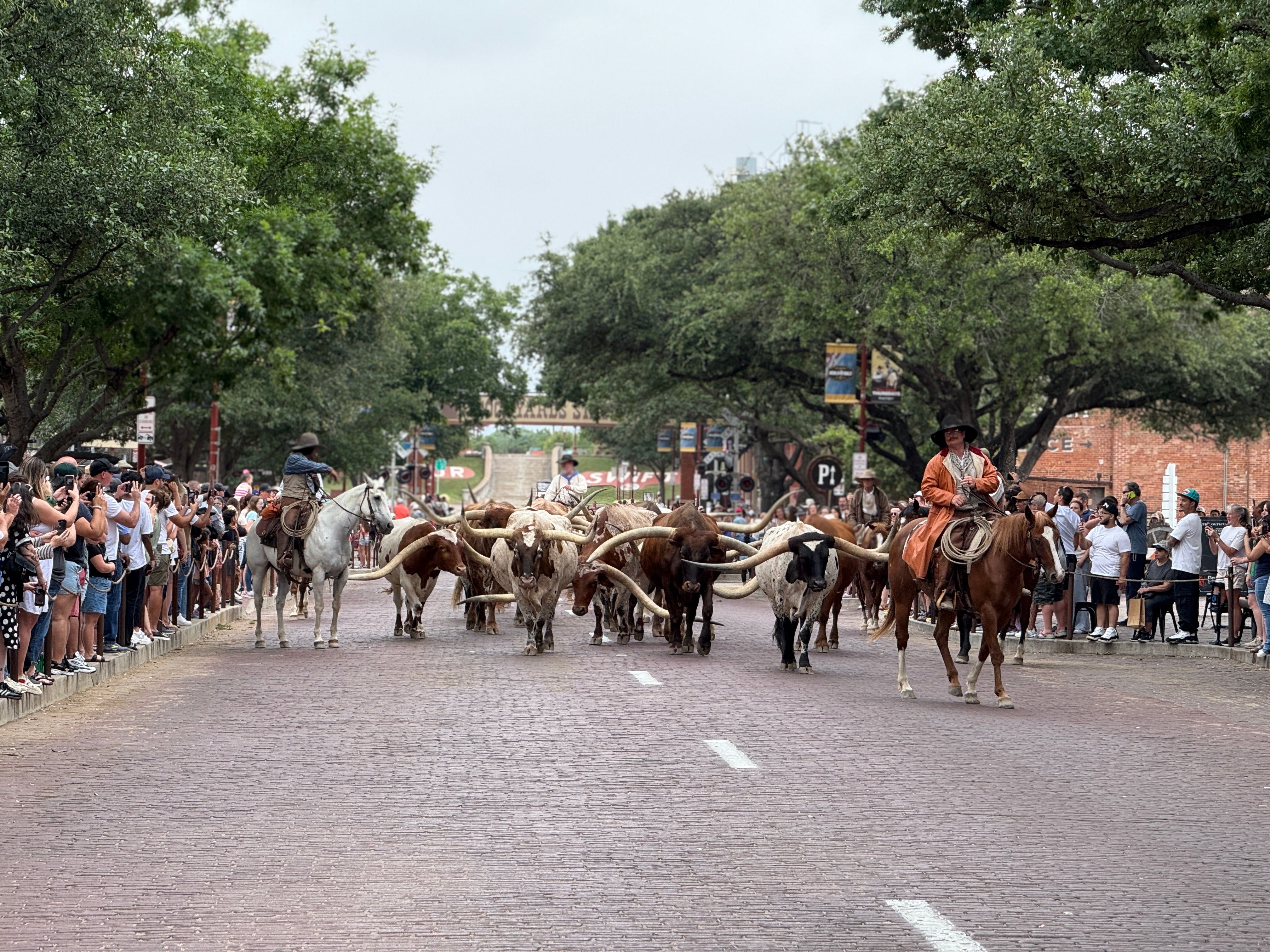 Cattle Drive Through Historic Fort Worth Stockyards · Free Stock Photo