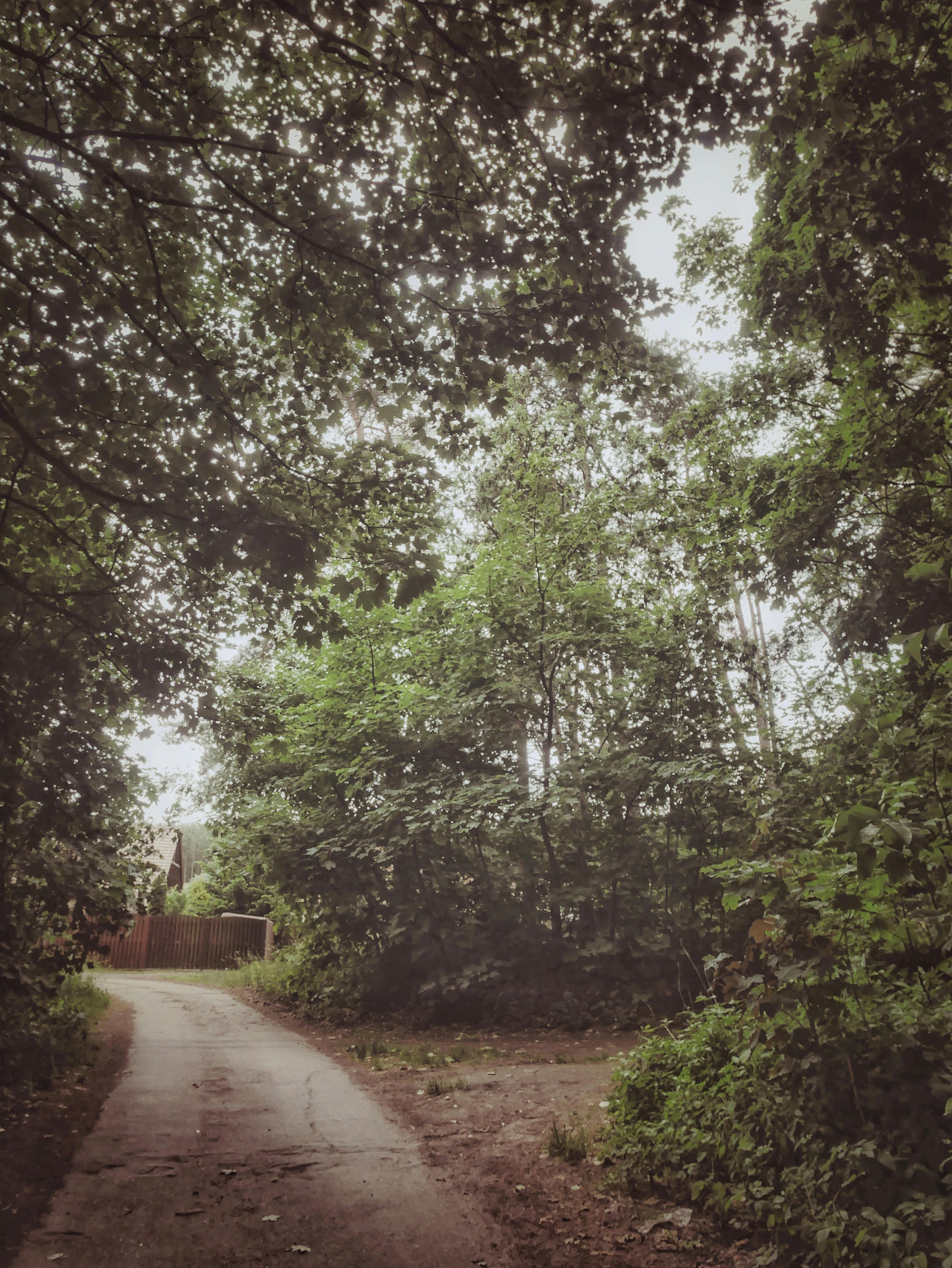 Jalan Setapak Hutan Yang Tenang Dengan Pepohonan Hijau Yang Rimbun ...