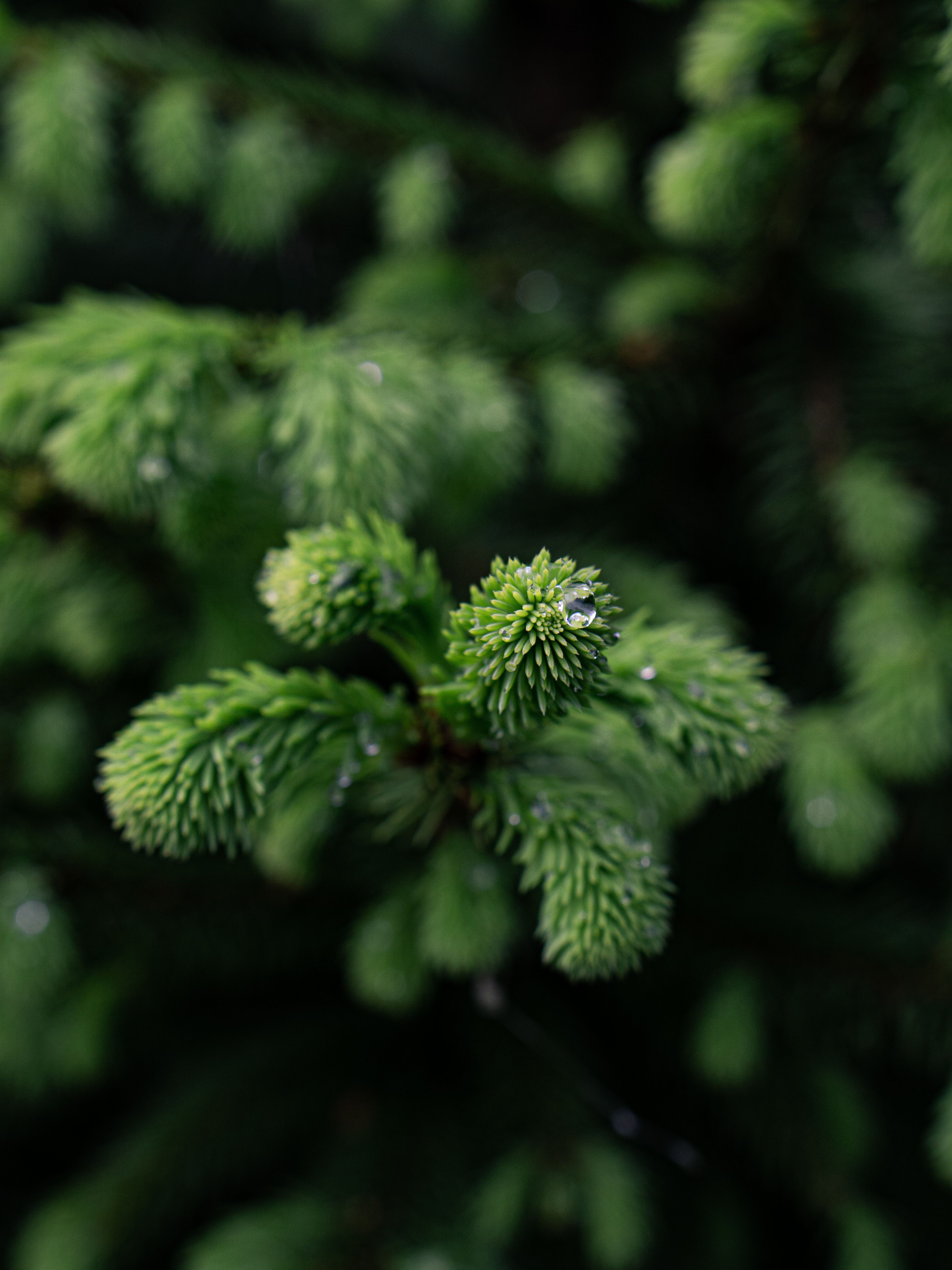 Close-up of Dew-Covered Evergreen Needles · Free Stock Photo