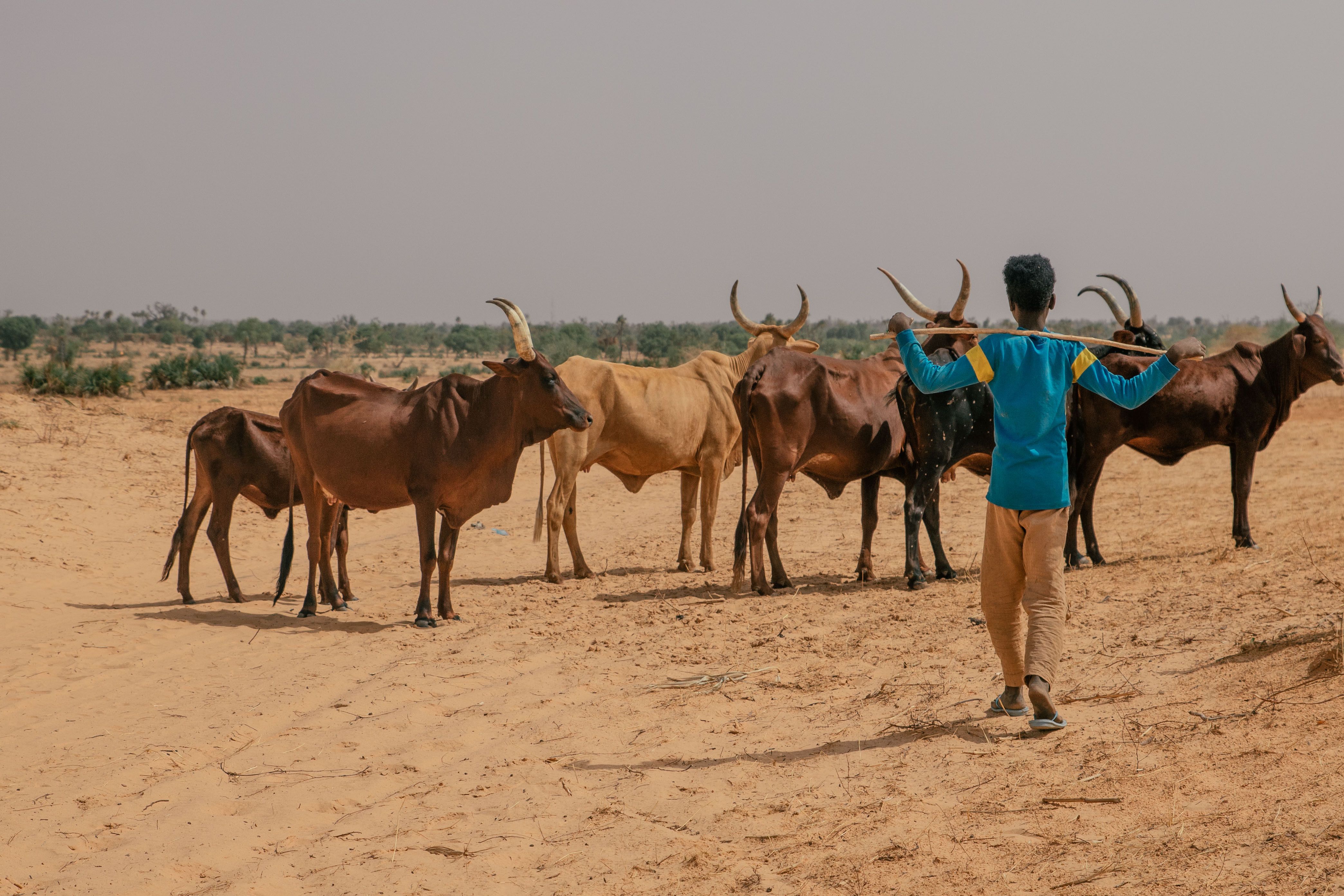 Young Herdsman Guides Cattle in Rural Landscape · Free Stock Photo