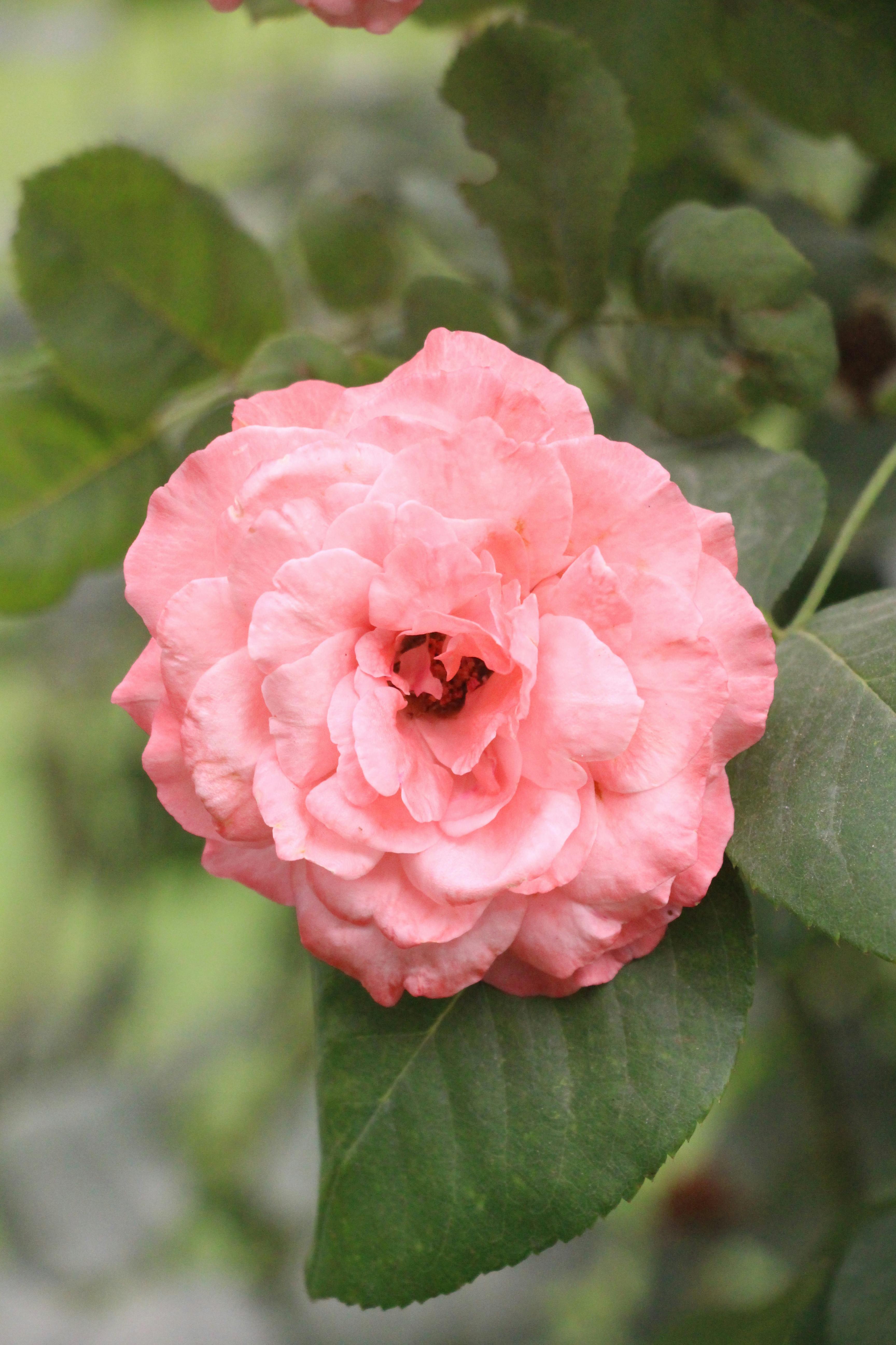 Flower Kath Golap Photos, Download The BEST Free Flower Kath Golap ...