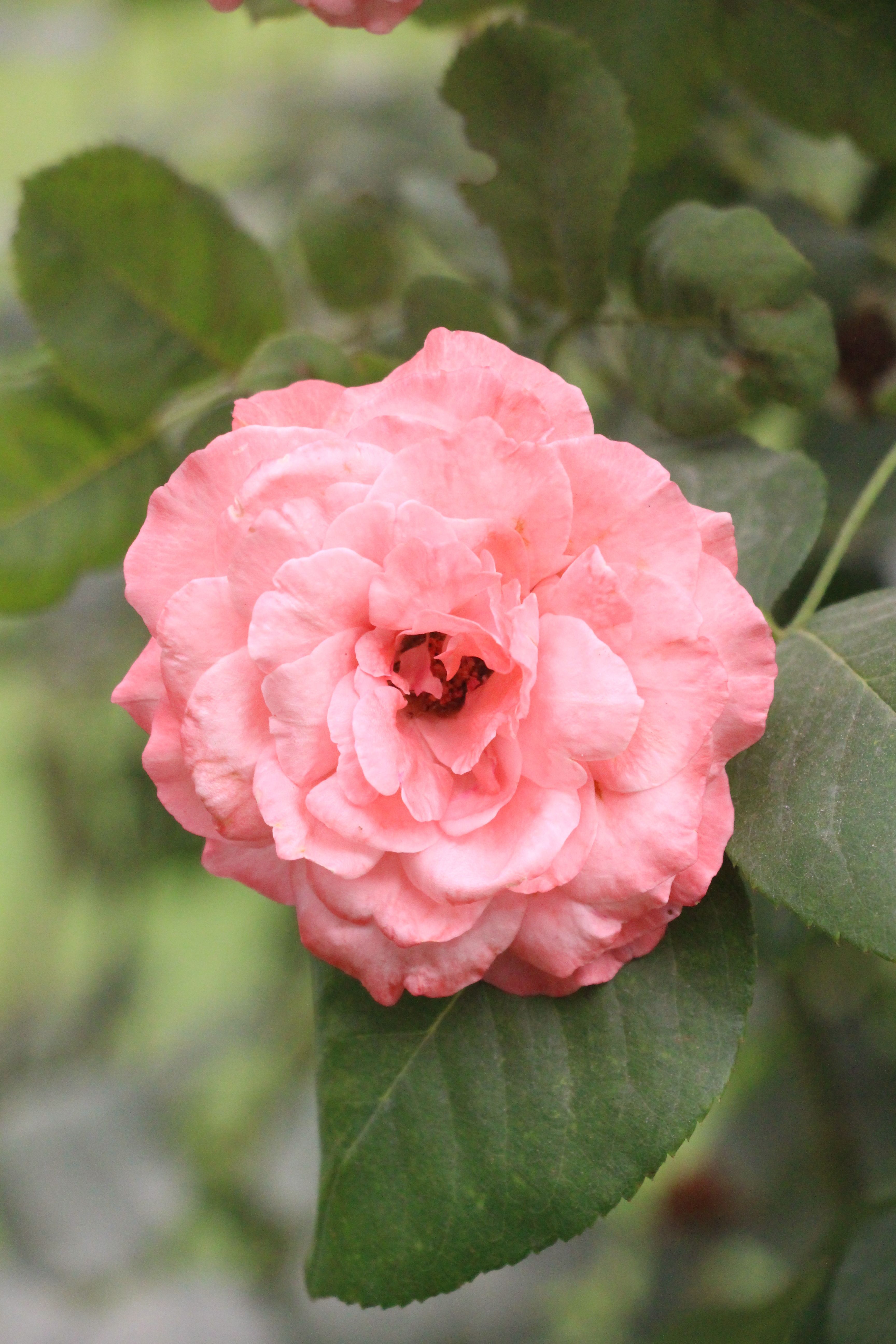 Close-up of a Pink Rose in Garden Setting · Free Stock Photo