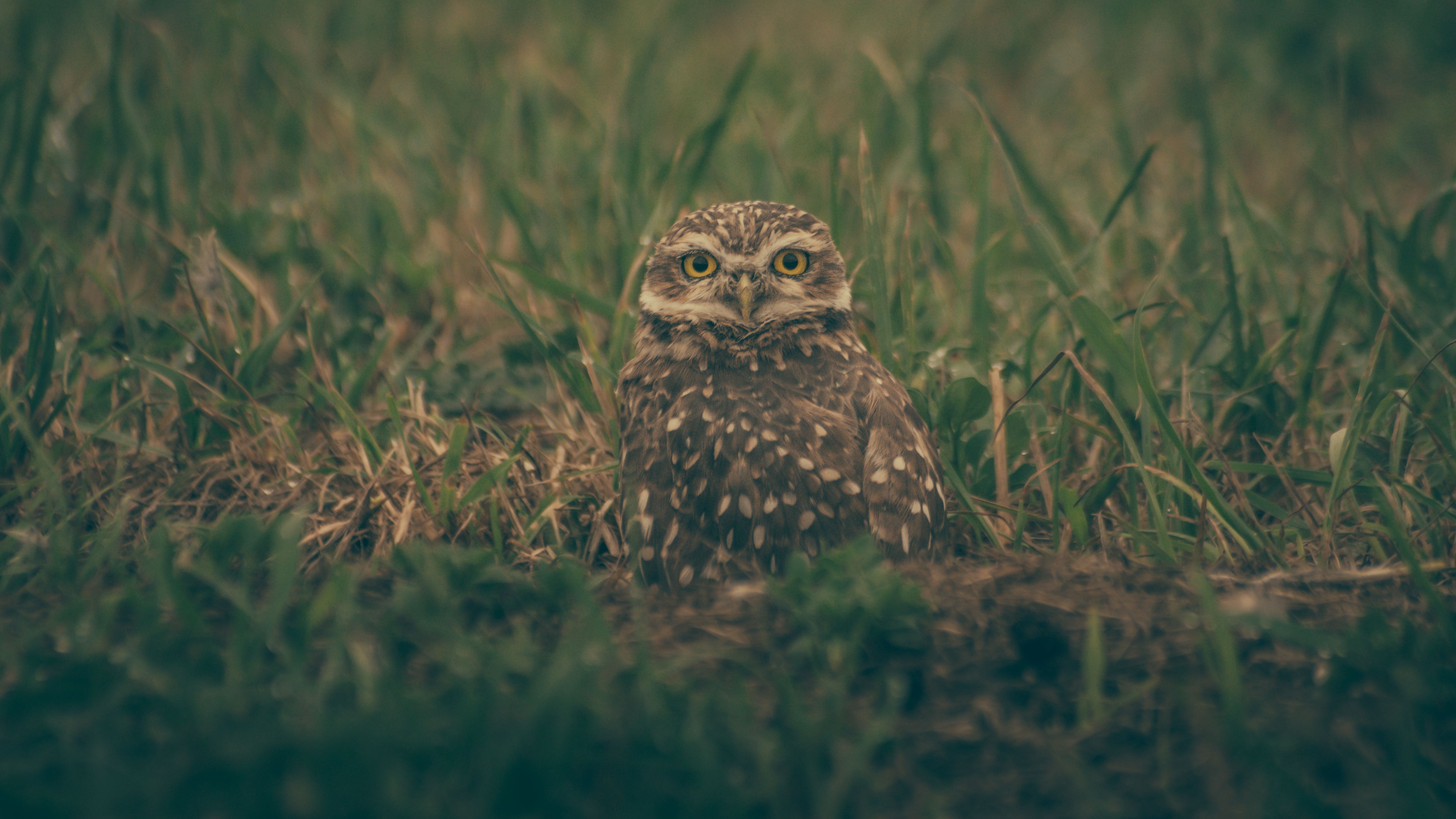 Close-up of Burrowing Owl in Grass · Free Stock Photo