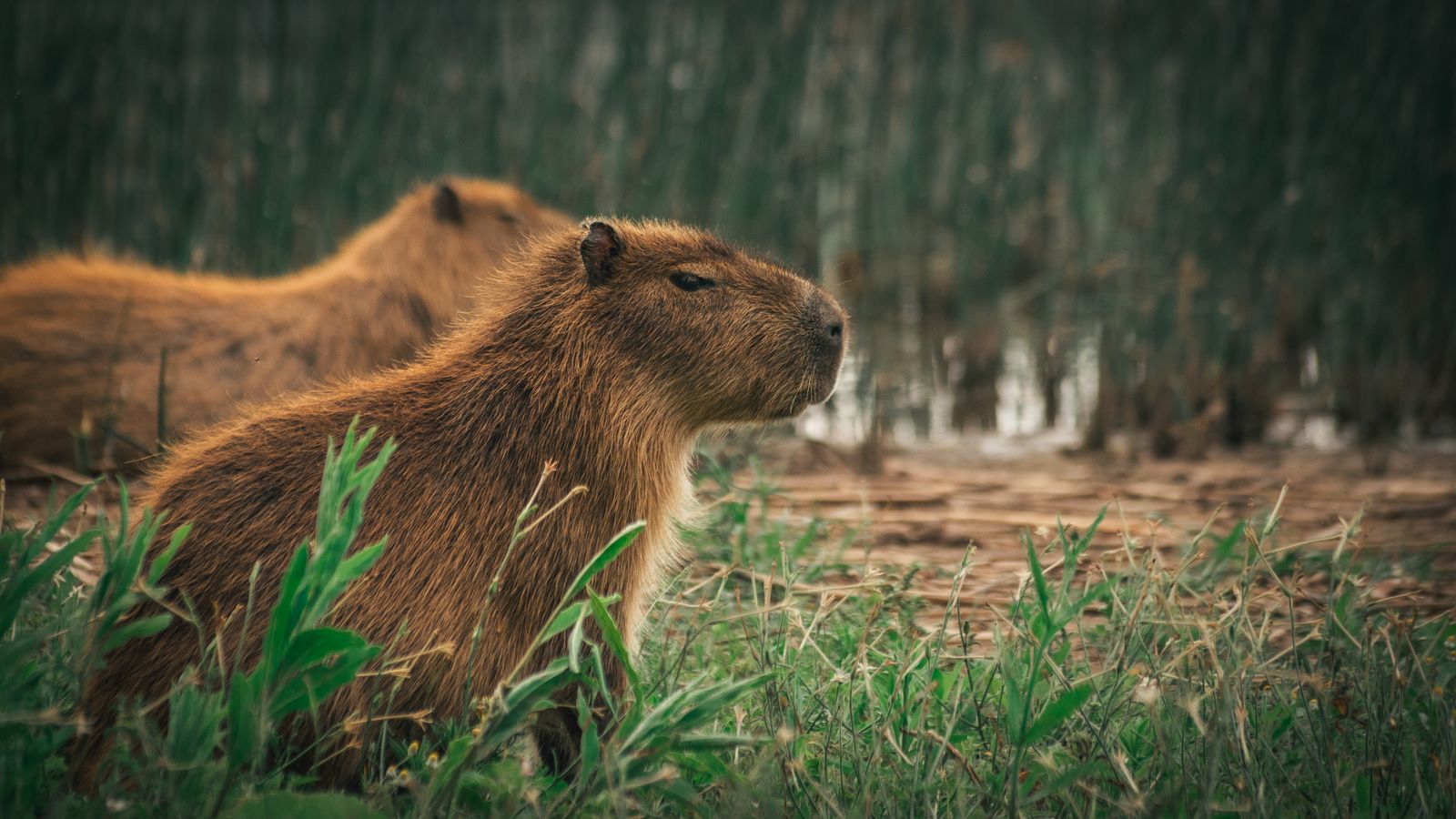 100+ melhores imagens de Capivara · Download 100% grátis · Fotos ...