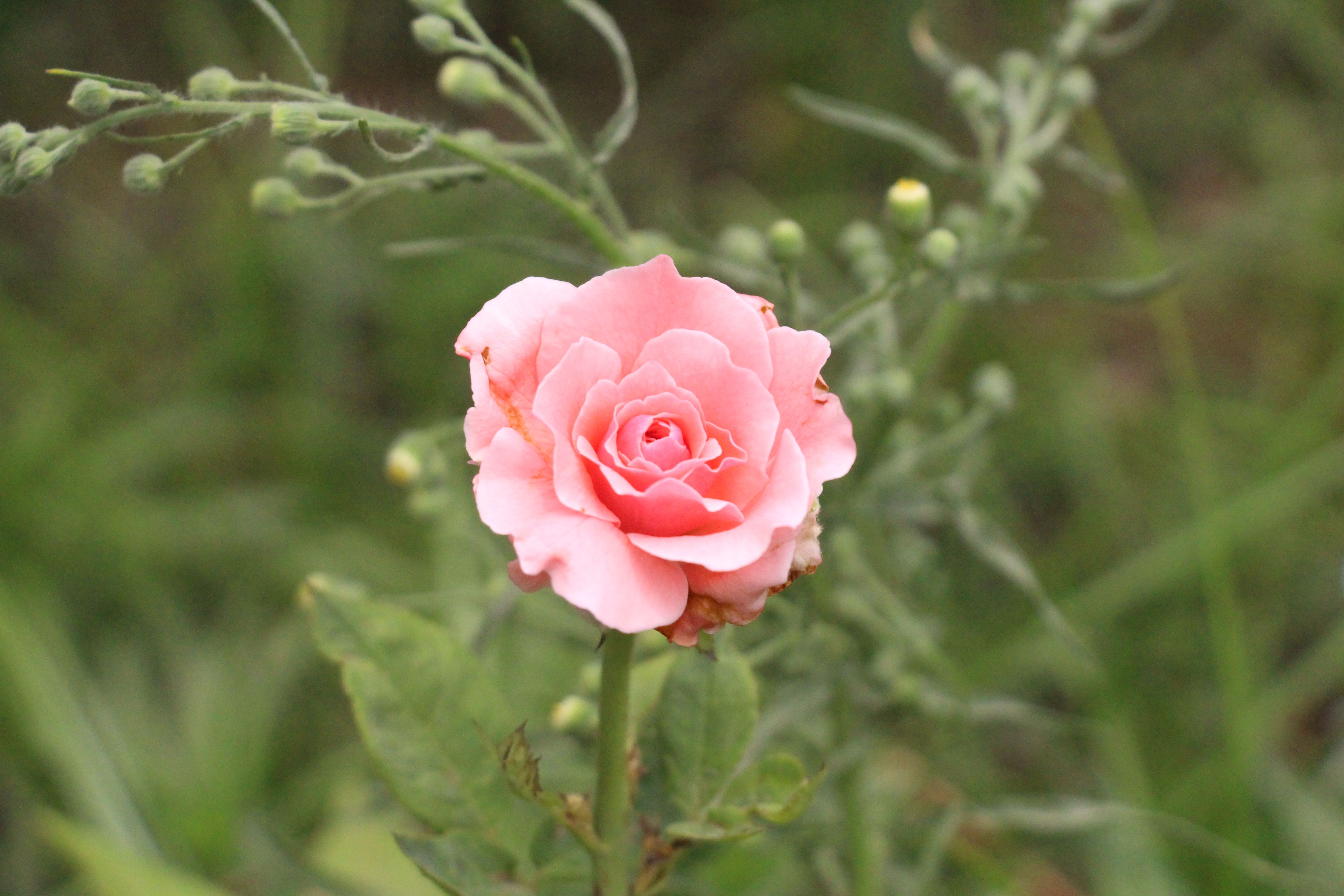 Beautiful Pink Rose Blooming in Greenery · Free Stock Photo