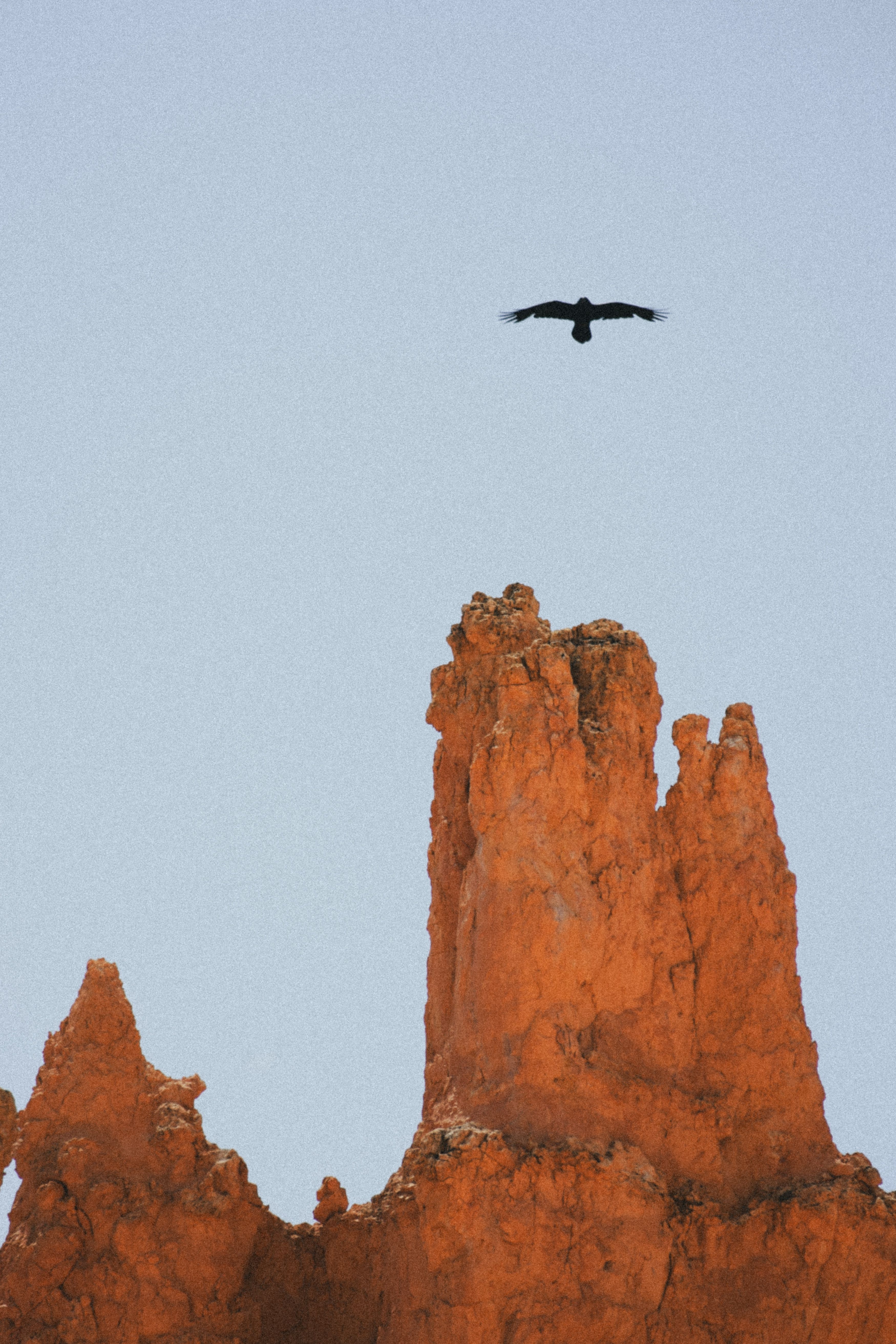 Bird Tabagi Photos, Download The BEST Free Bird Tabagi Stock Photos ...