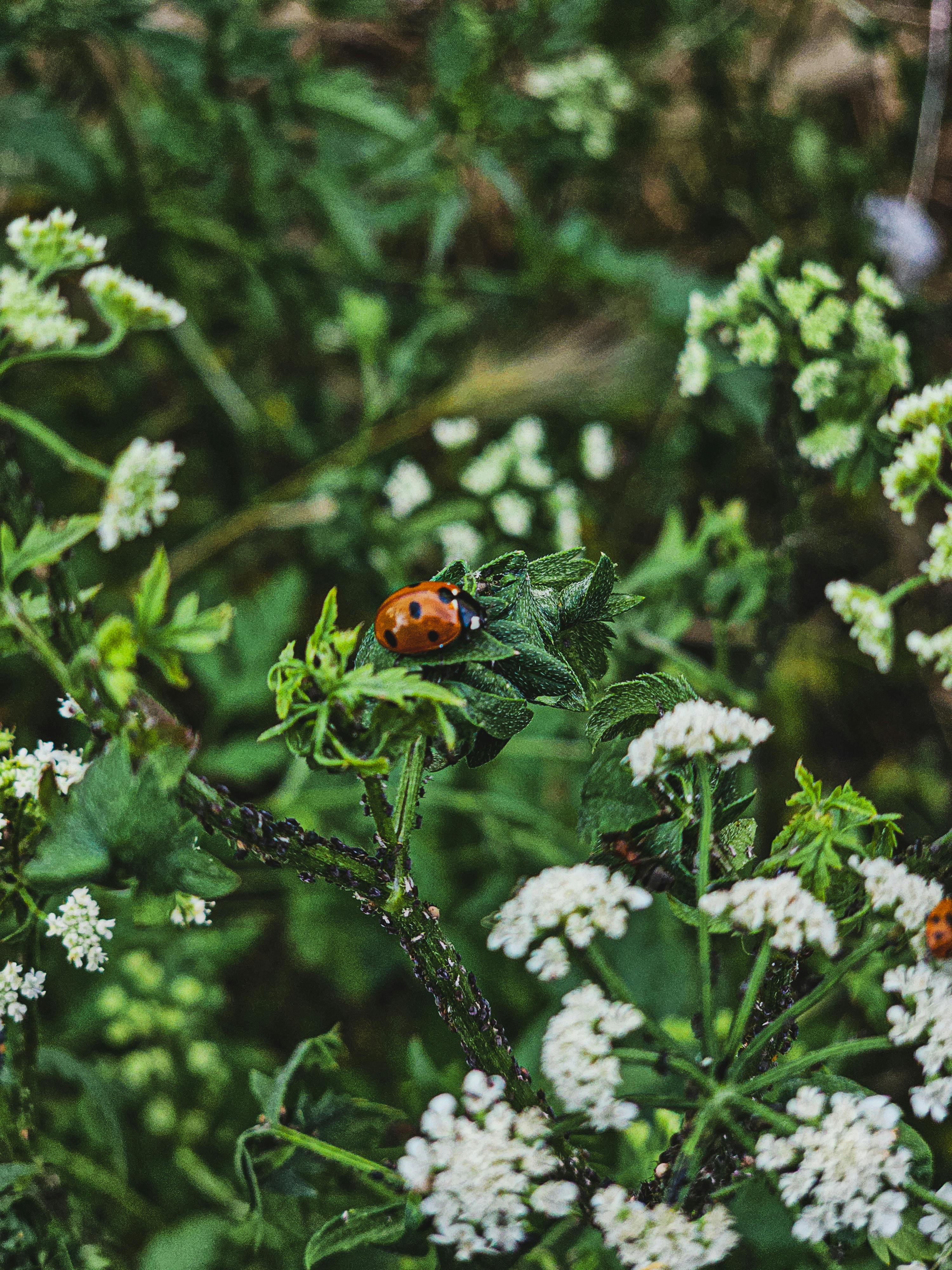 Ecological Photos, Download The BEST Free Ecological Stock Photos & HD ...