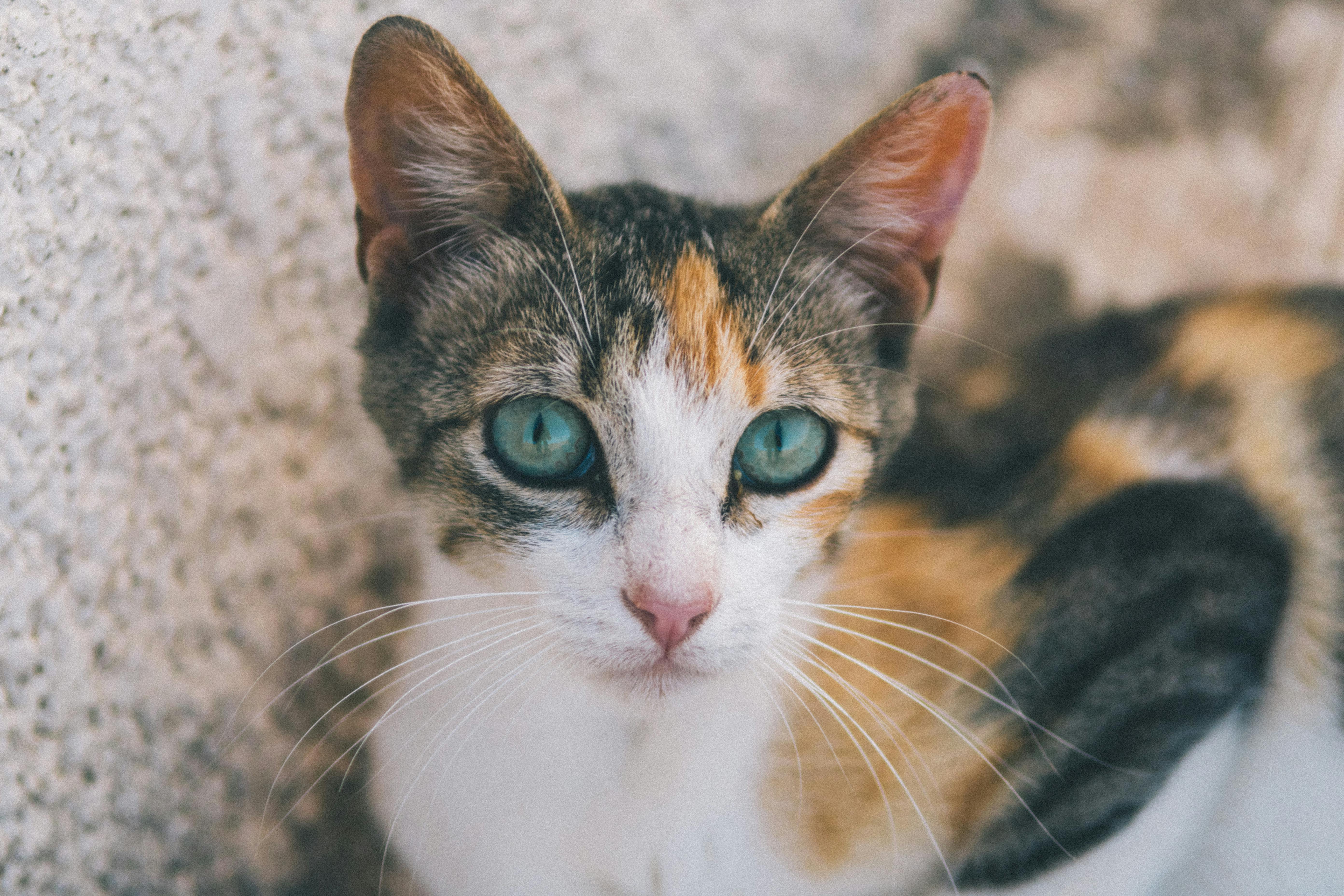 Close-up Portrait of a Calico Cat with Blue Eyes · Free Stock Photo