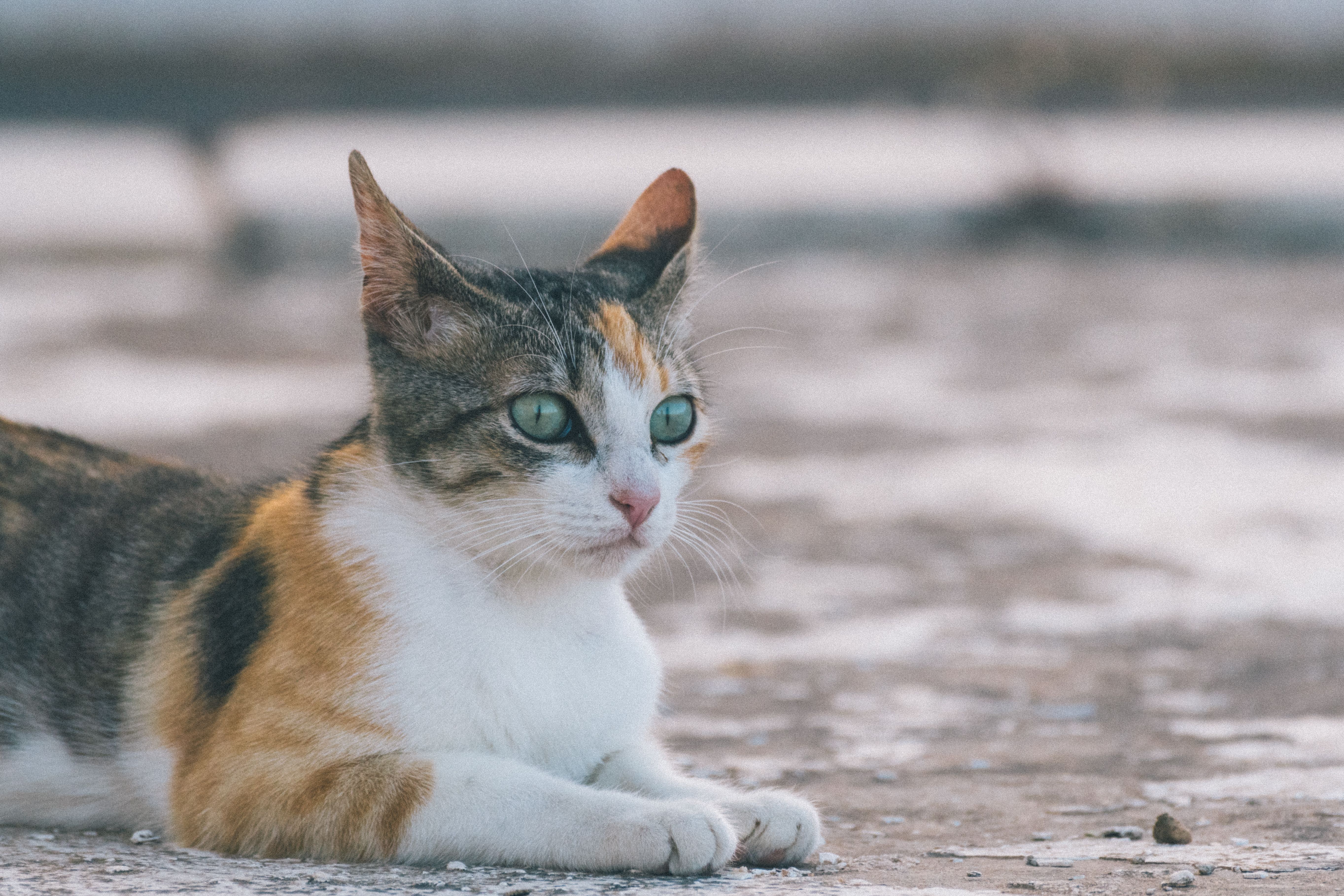 Relaxed Calico Cat Outdoors in Tunisia · Free Stock Photo