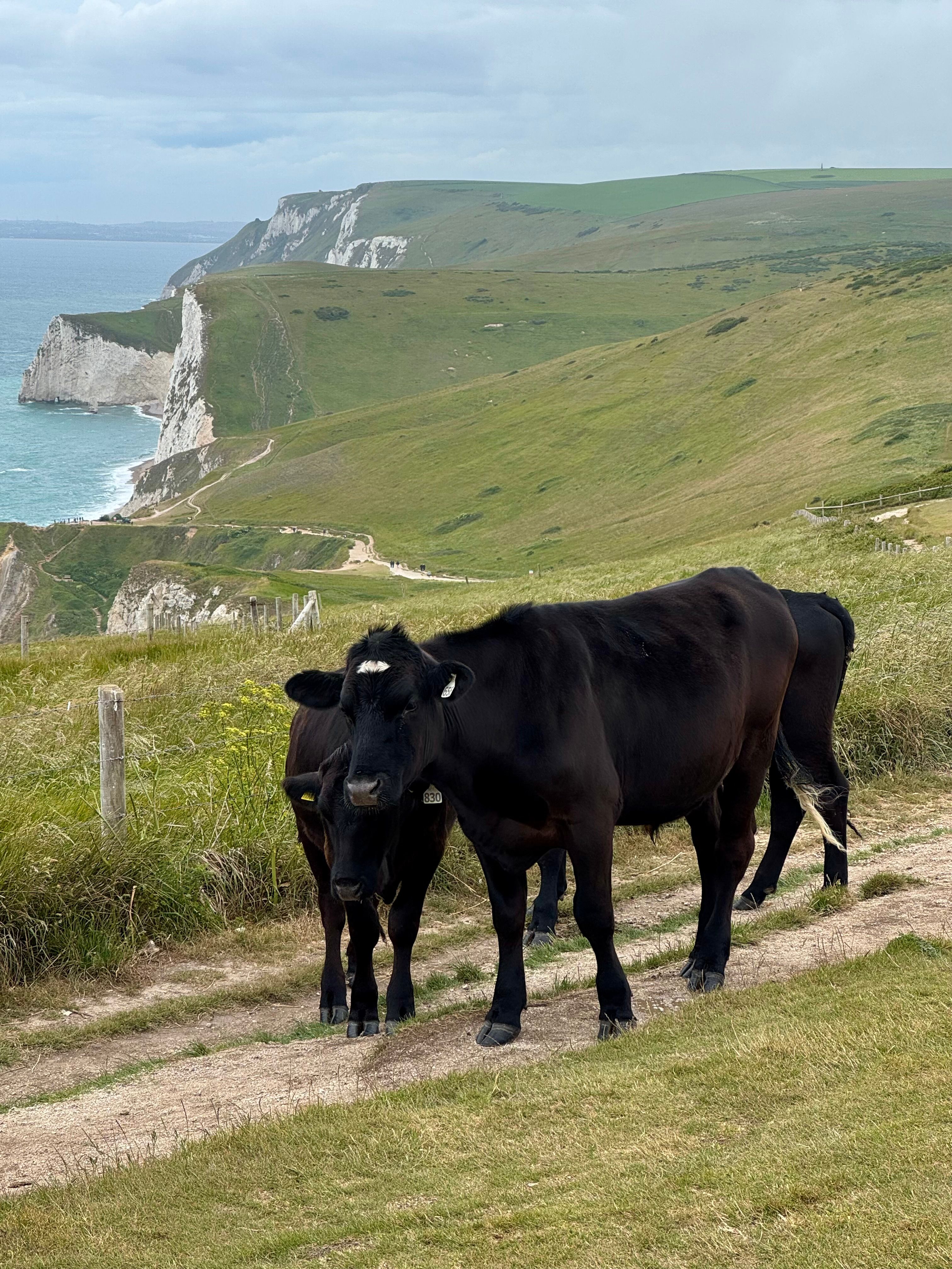 Grazing Cattle Near Cliffs At Durdle Door · Free Stock Photo