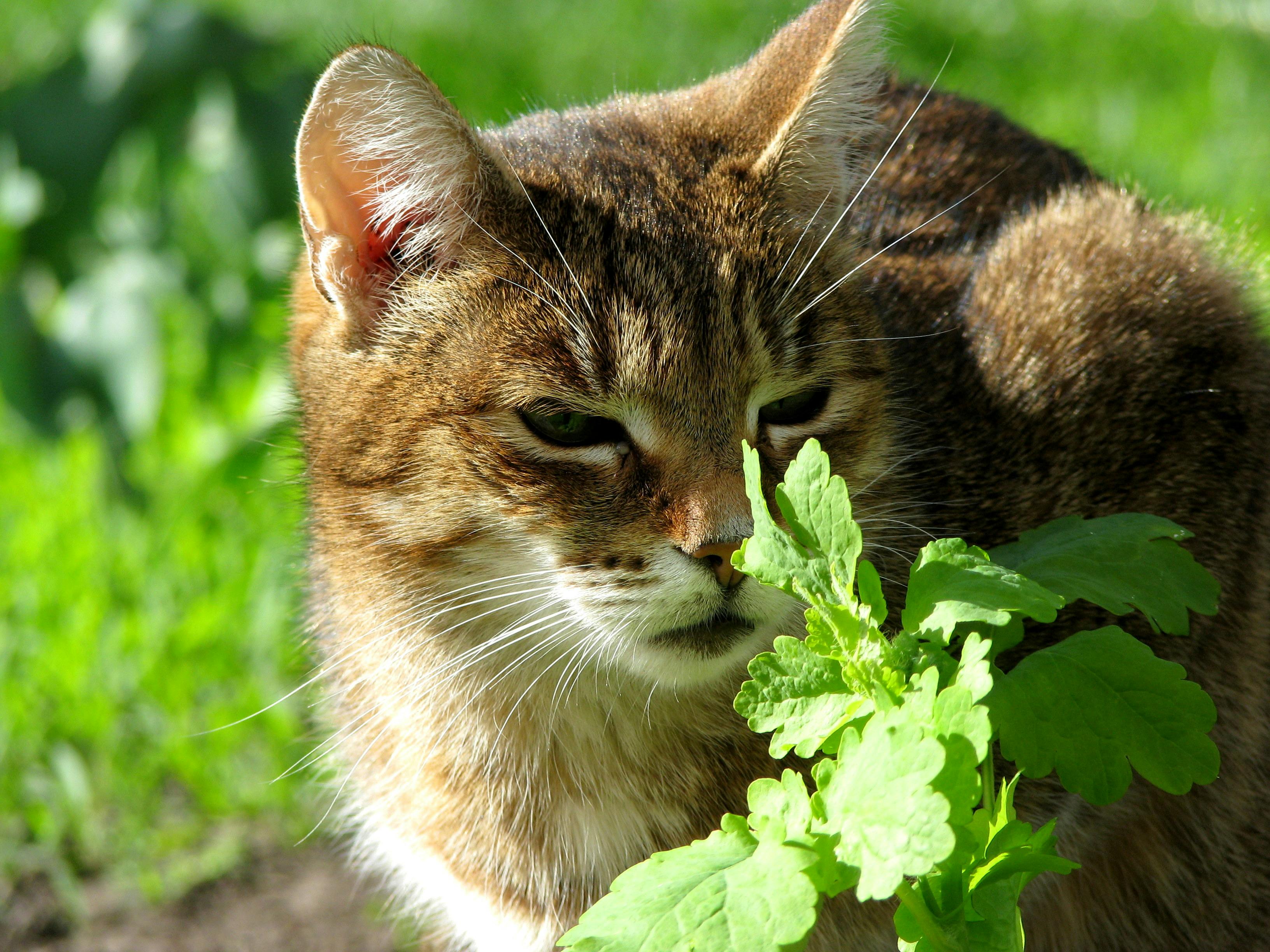 Catnip Plant Photos, Download The BEST Free Catnip Plant Stock Photos ...