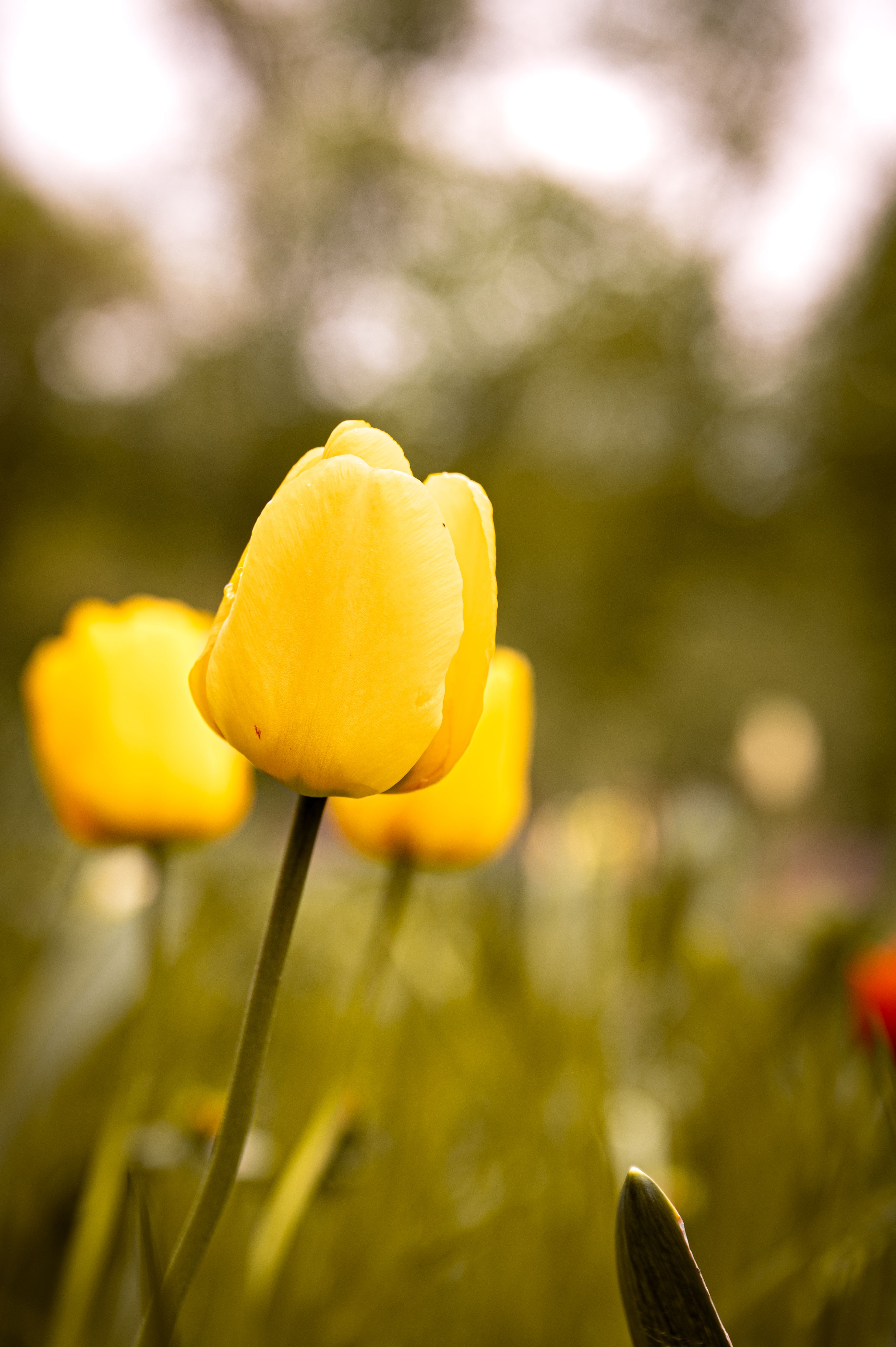 Close-up of Yellow Tulip in Bloom Outdoors · Free Stock Photo