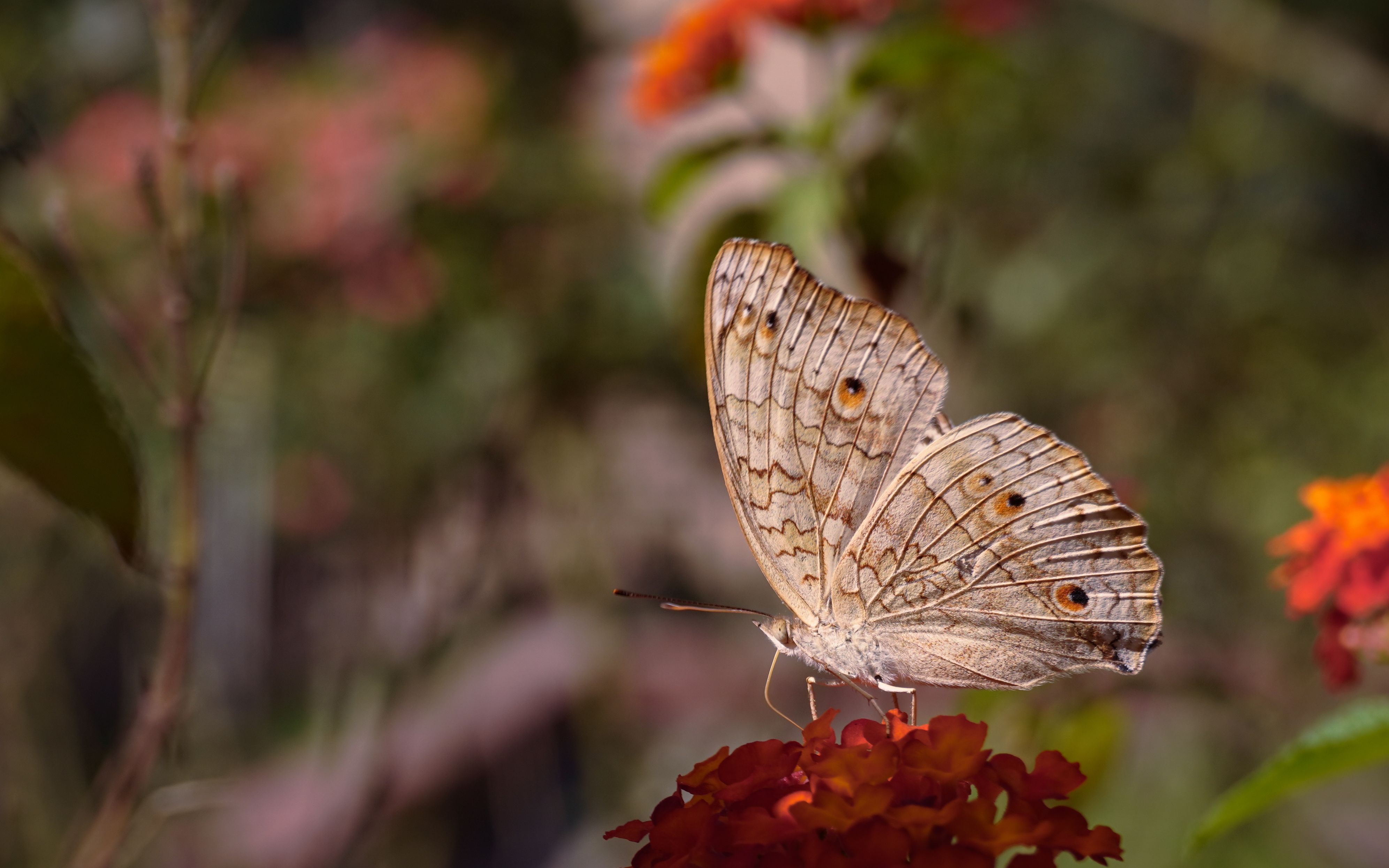 Butterfly Flying Photos, Download The BEST Free Butterfly Flying Stock ...