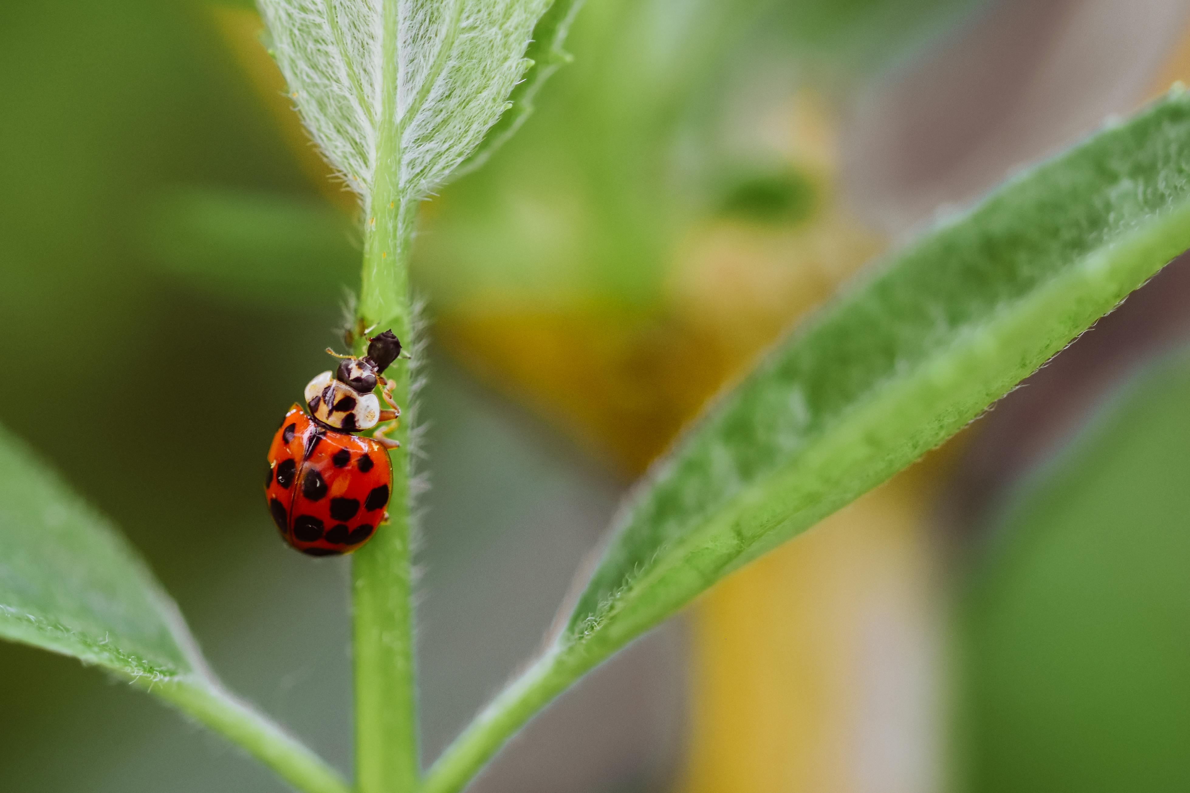 Micro Photography of Two Red-and-black Ladybugs · Free Stock Photo