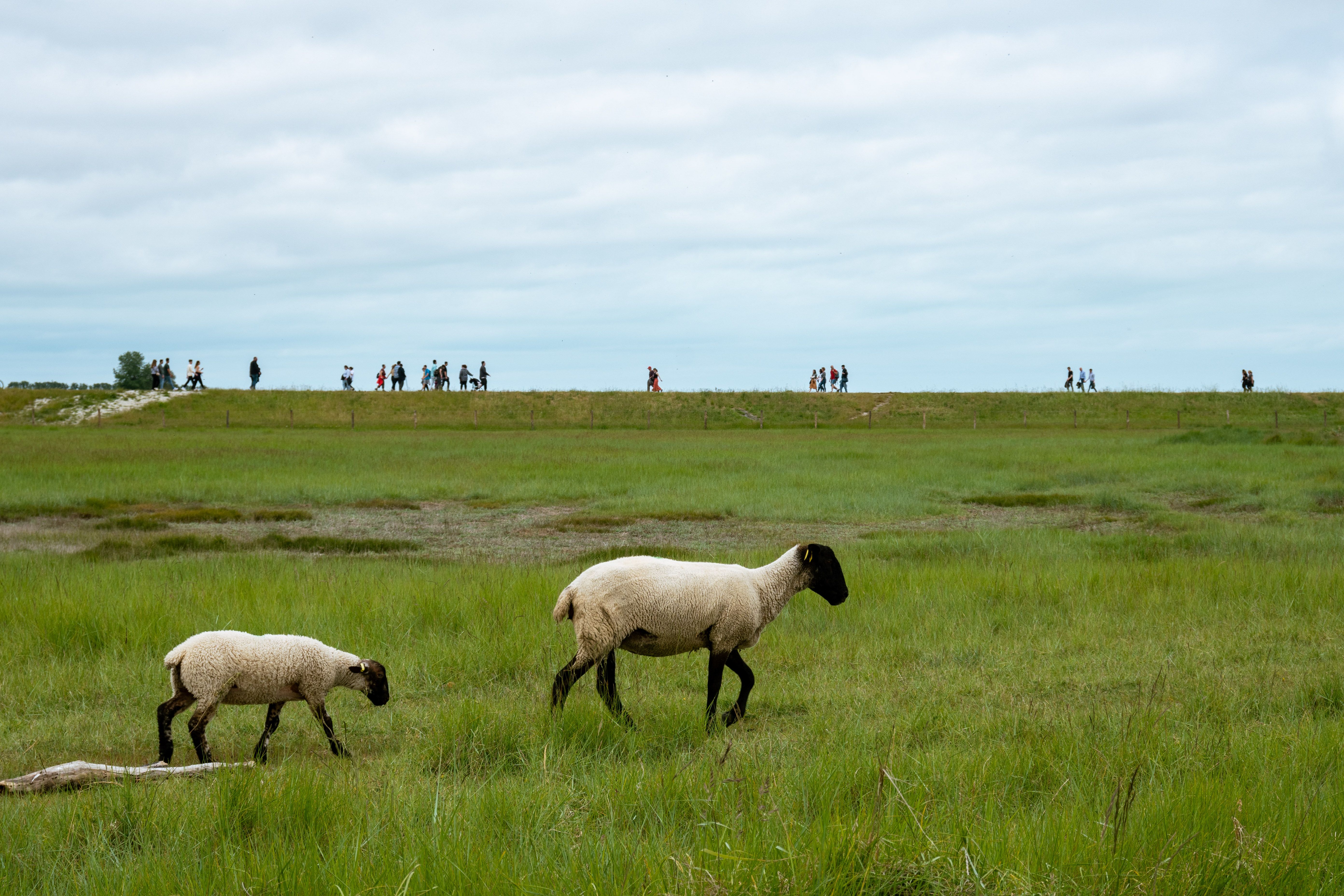 Sheep Grazing Near Le Mont-Saint-Michel in Normandy · Free Stock Photo