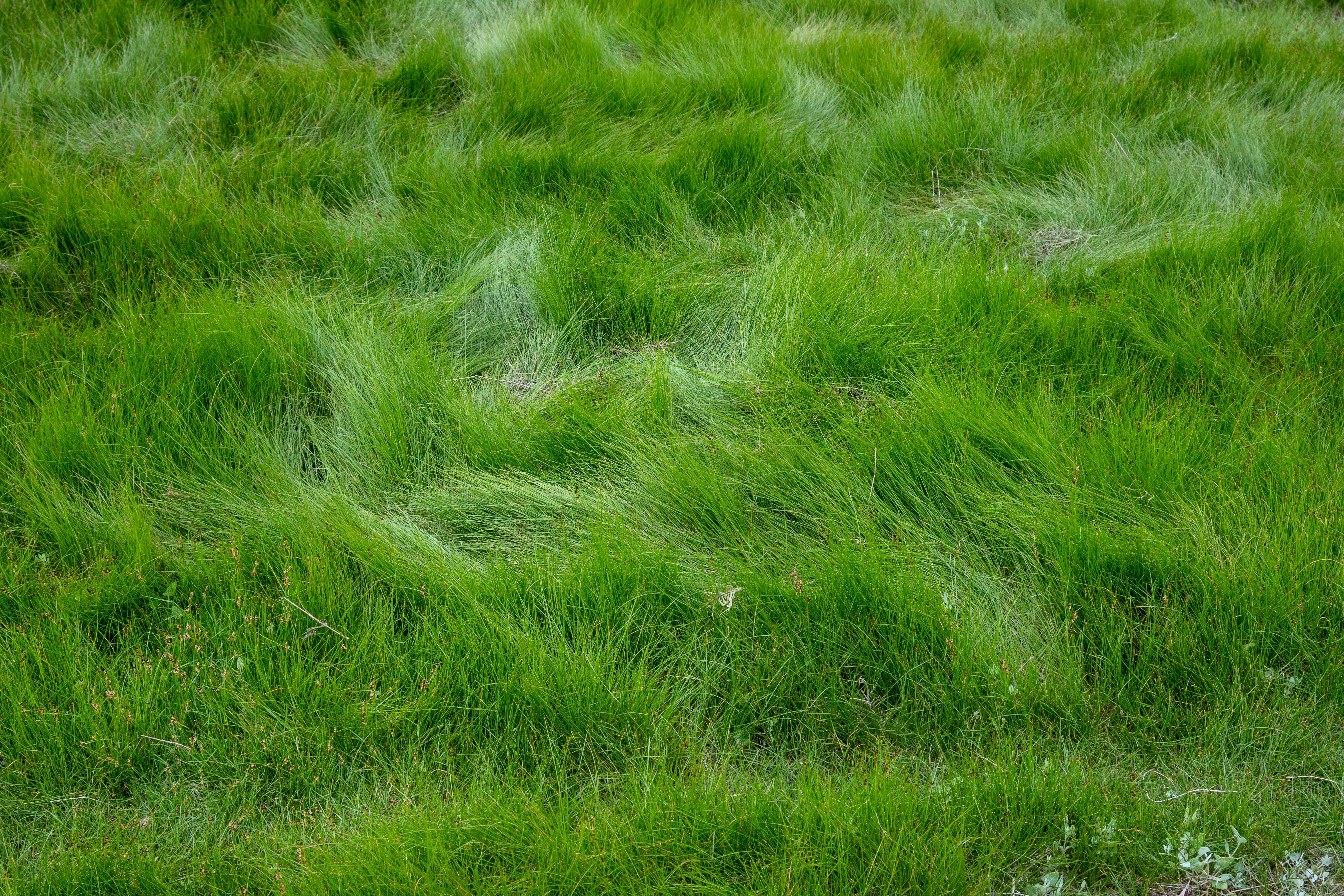 Lush Green Grass Field in Normandy, France · Free Stock Photo