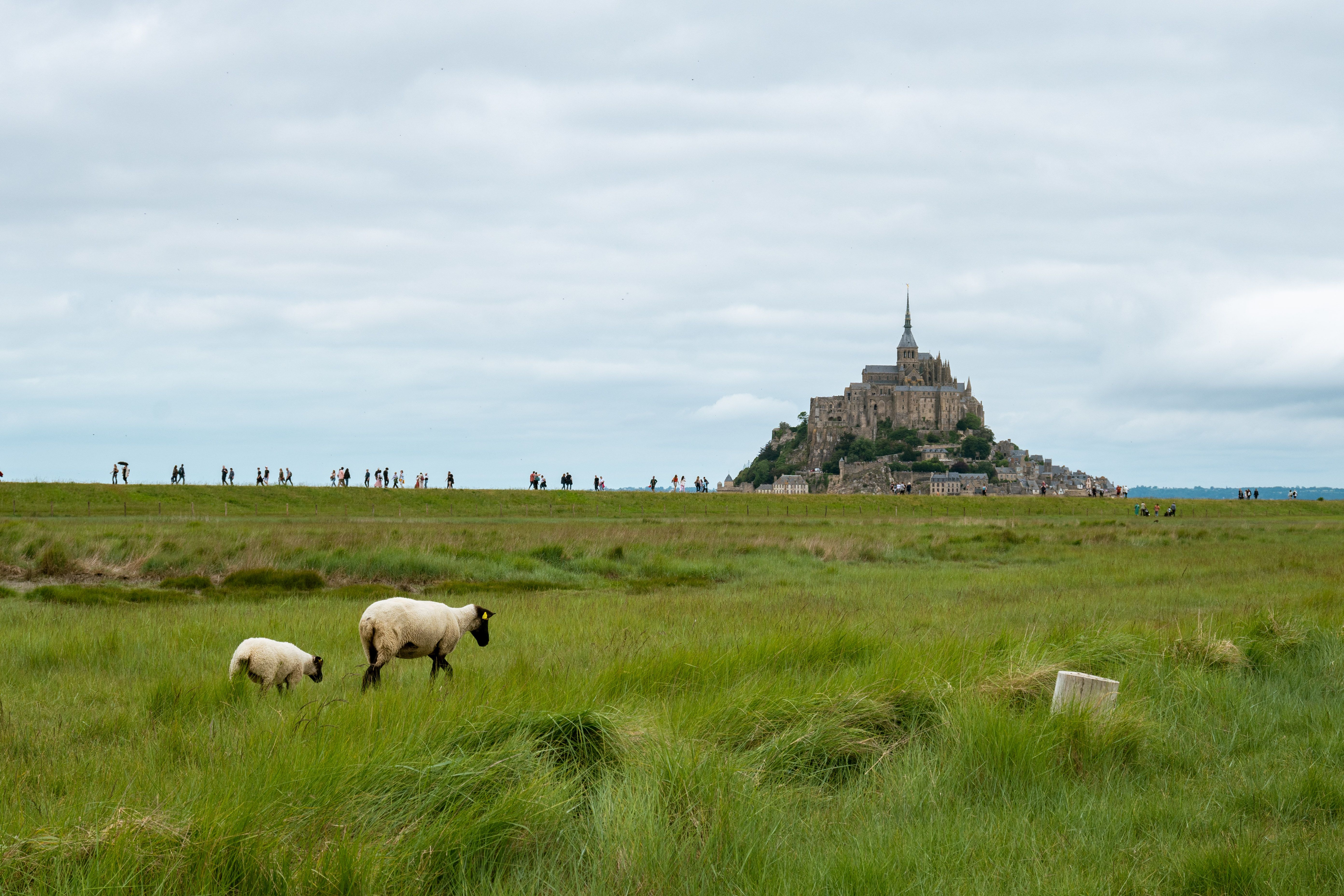 Sheep Grazing Near Mont Saint-Michel in Normandy · Free Stock Photo