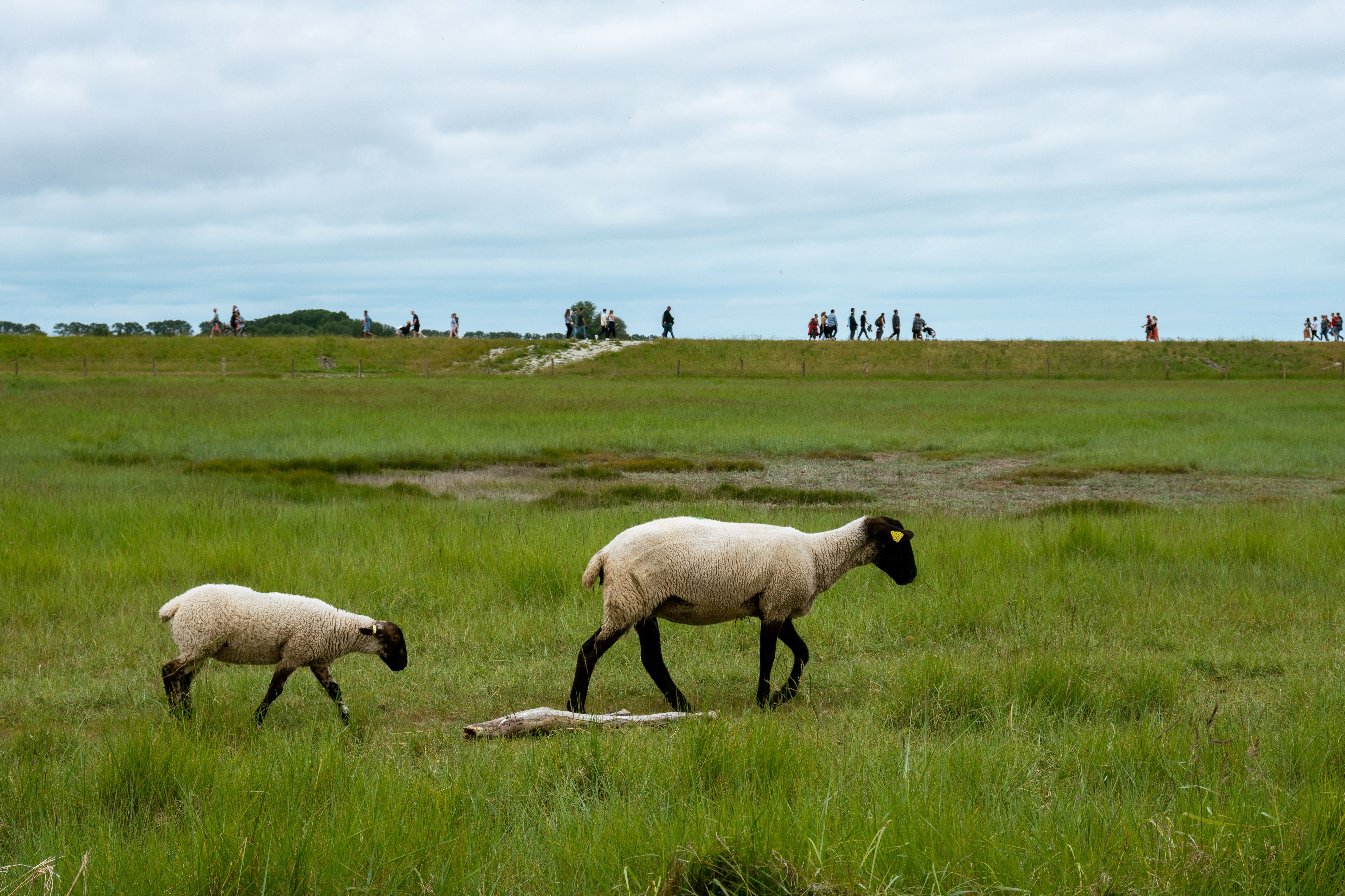 Sheep Grazing in Front of Mont Saint-Michel · Free Stock Photo