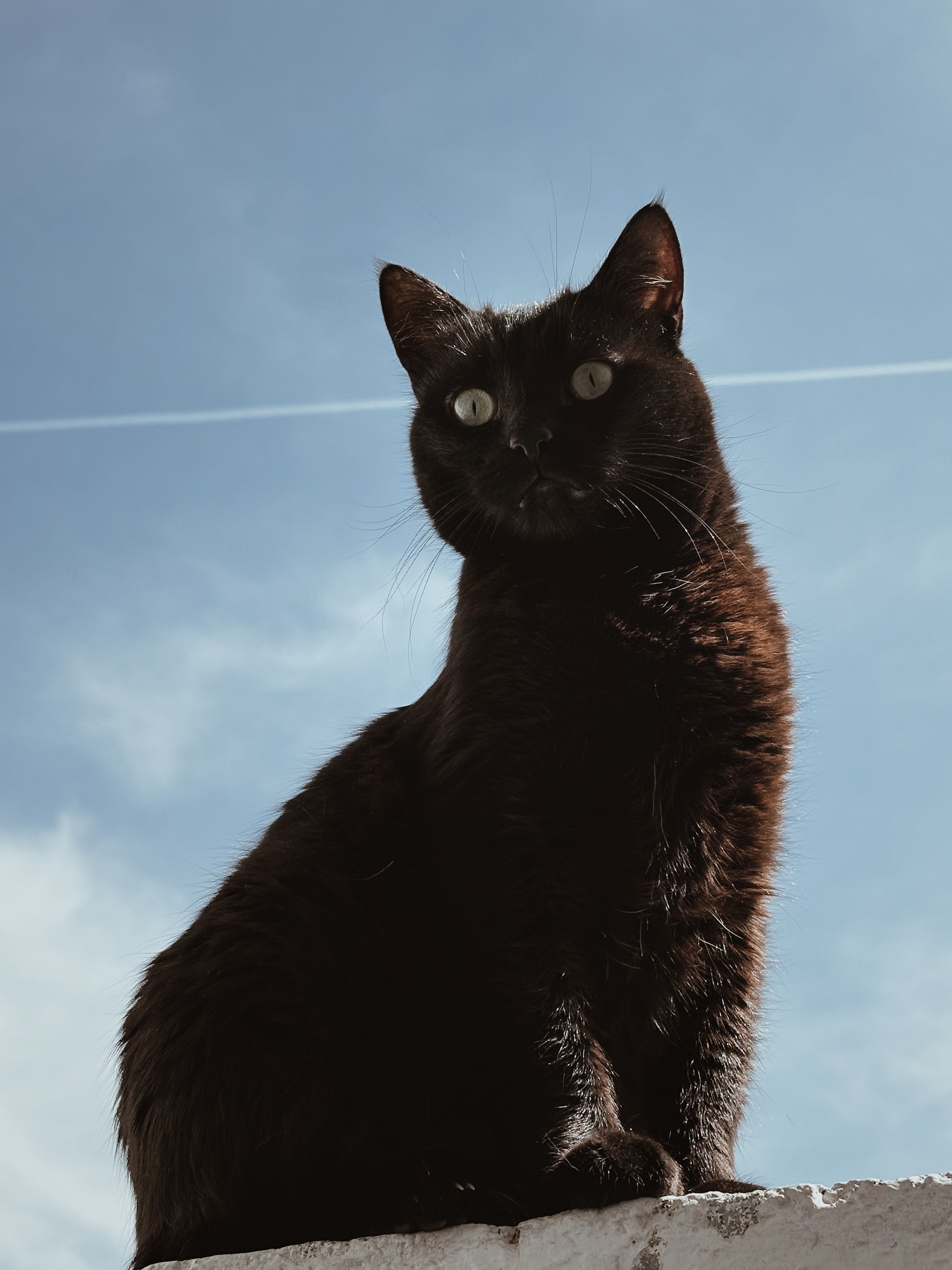 Pet Animal Photos, Download The BEST Free Pet Animal Stock Photos & HD ...
