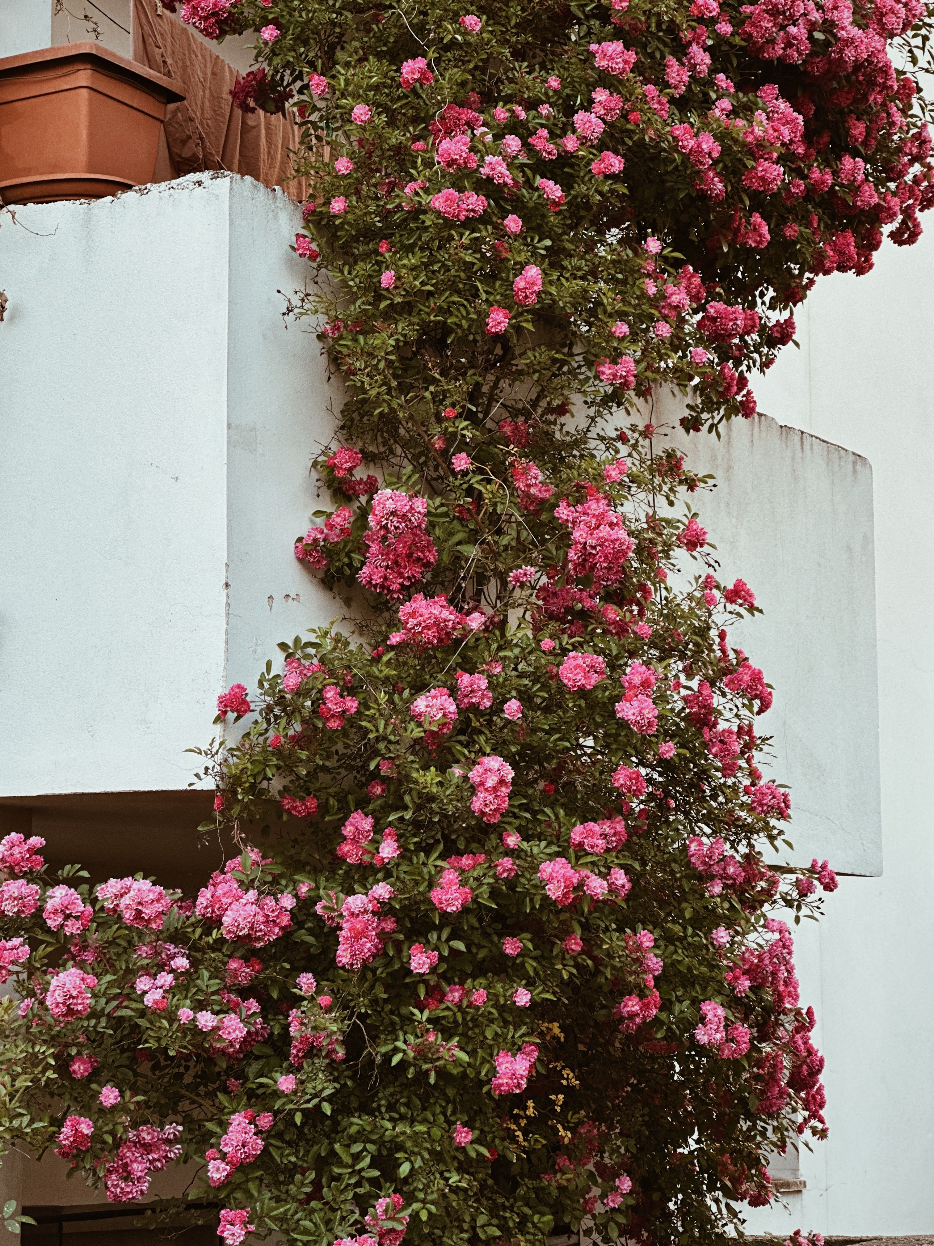 Vibrant Pink Roses Climbing Urban Balcony · Free Stock Photo