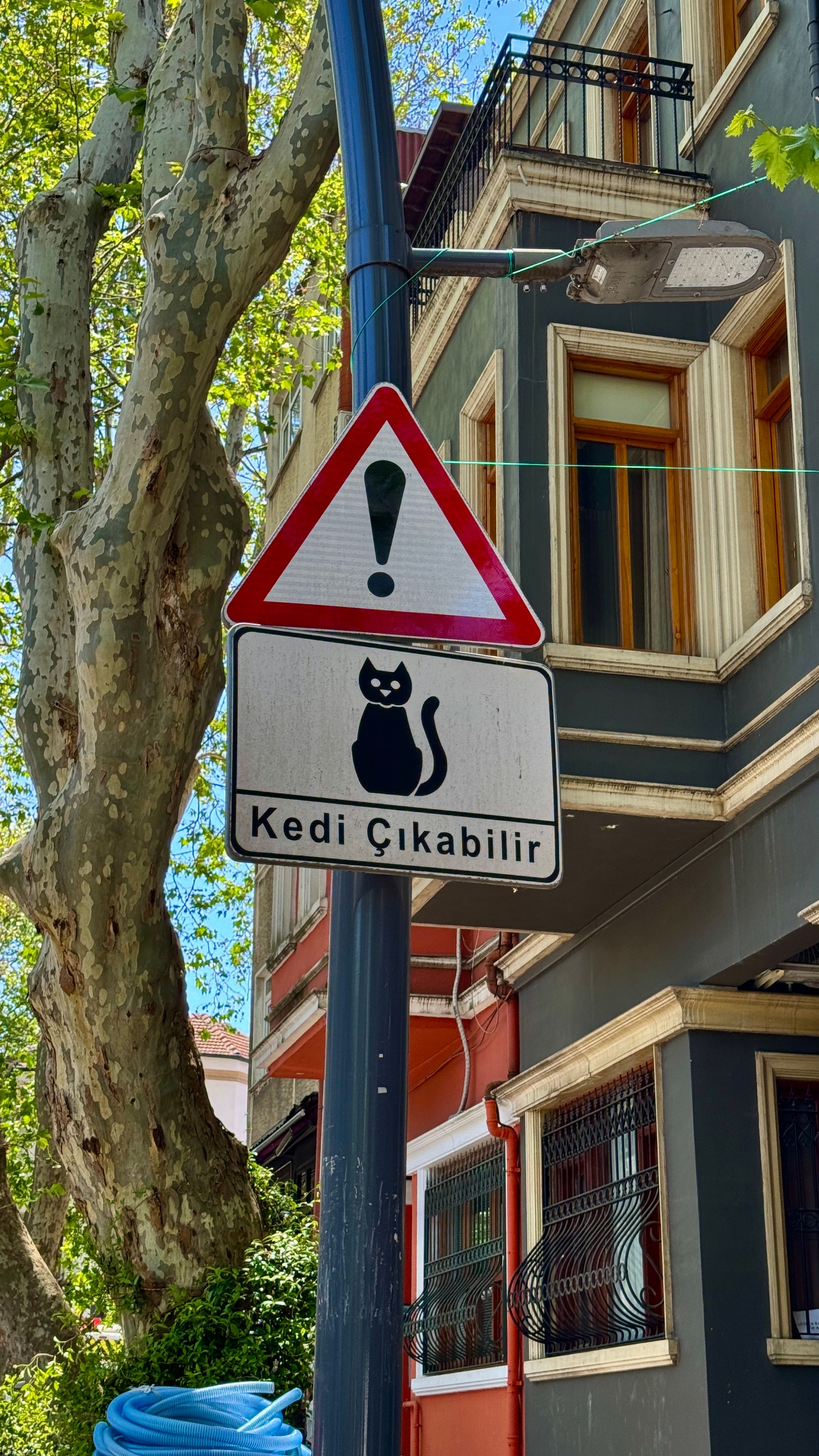 Cat Warning Sign on Urban Street · Free Stock Photo