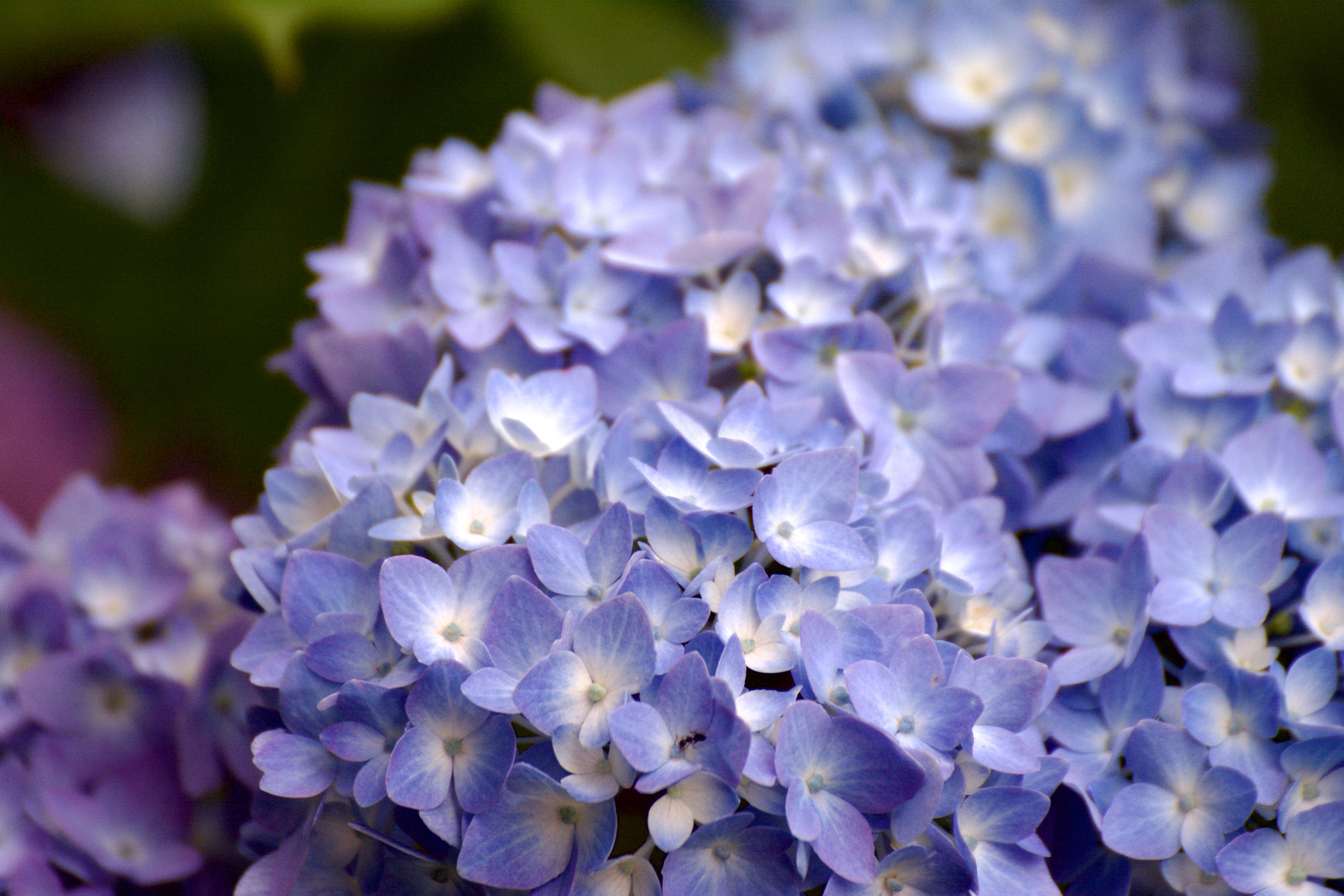 Mophead Hydrangea Photos Download The Best Free Mophead Hydrangea