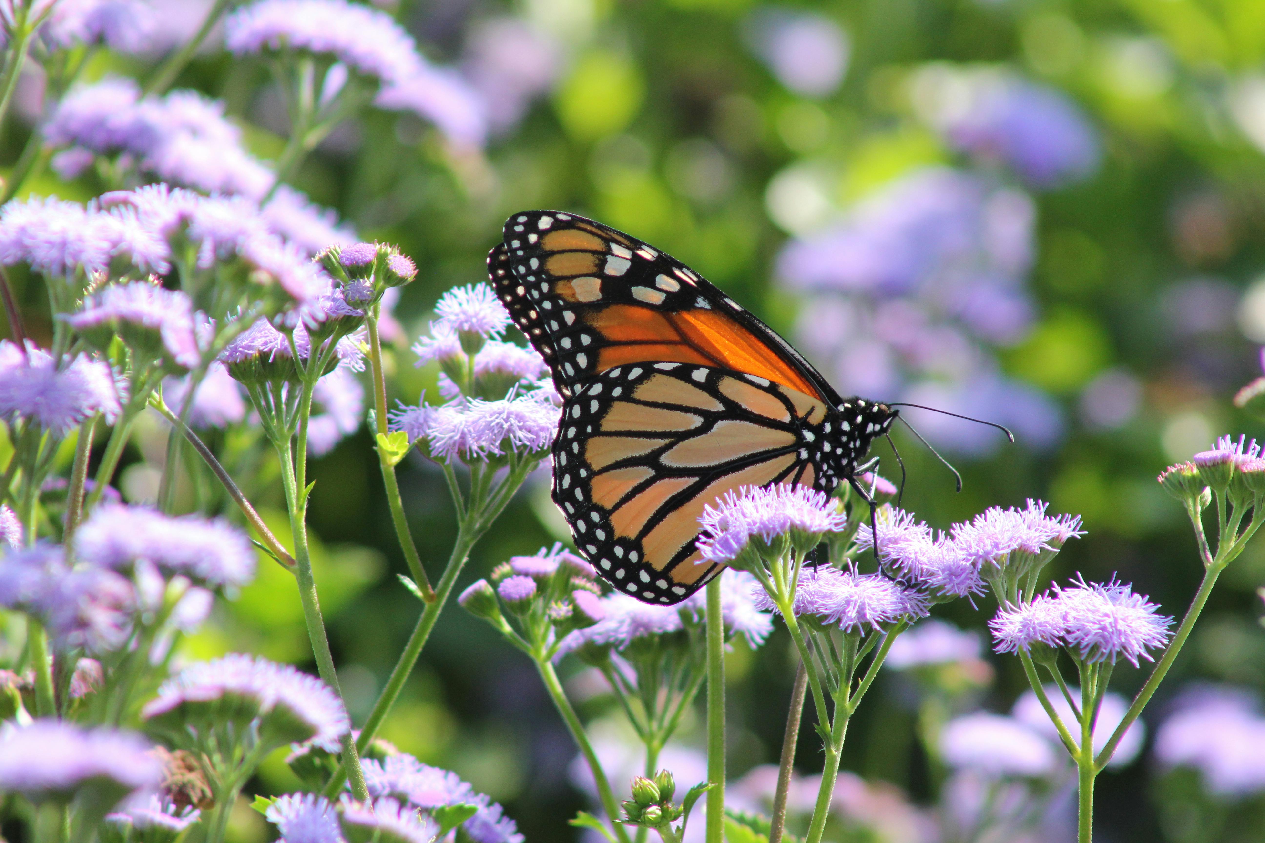 Adhd Butterfly Photos, Download The BEST Free Adhd Butterfly Stock ...